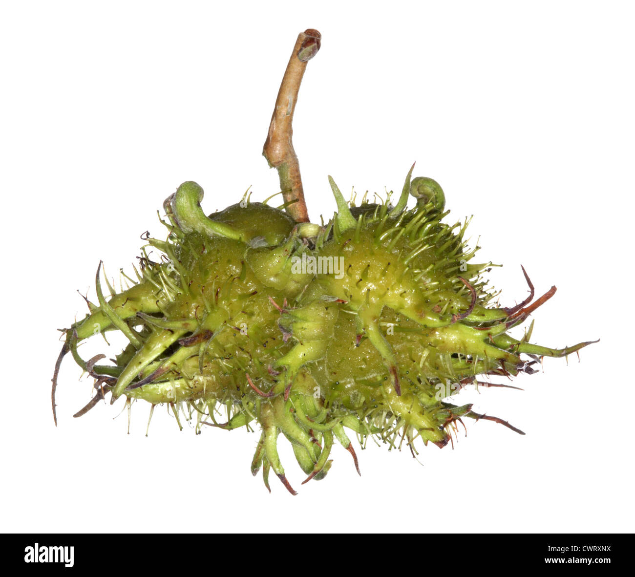 Turkish Hazel Corylus colurna (Betulaceae Stock Photo - Alamy