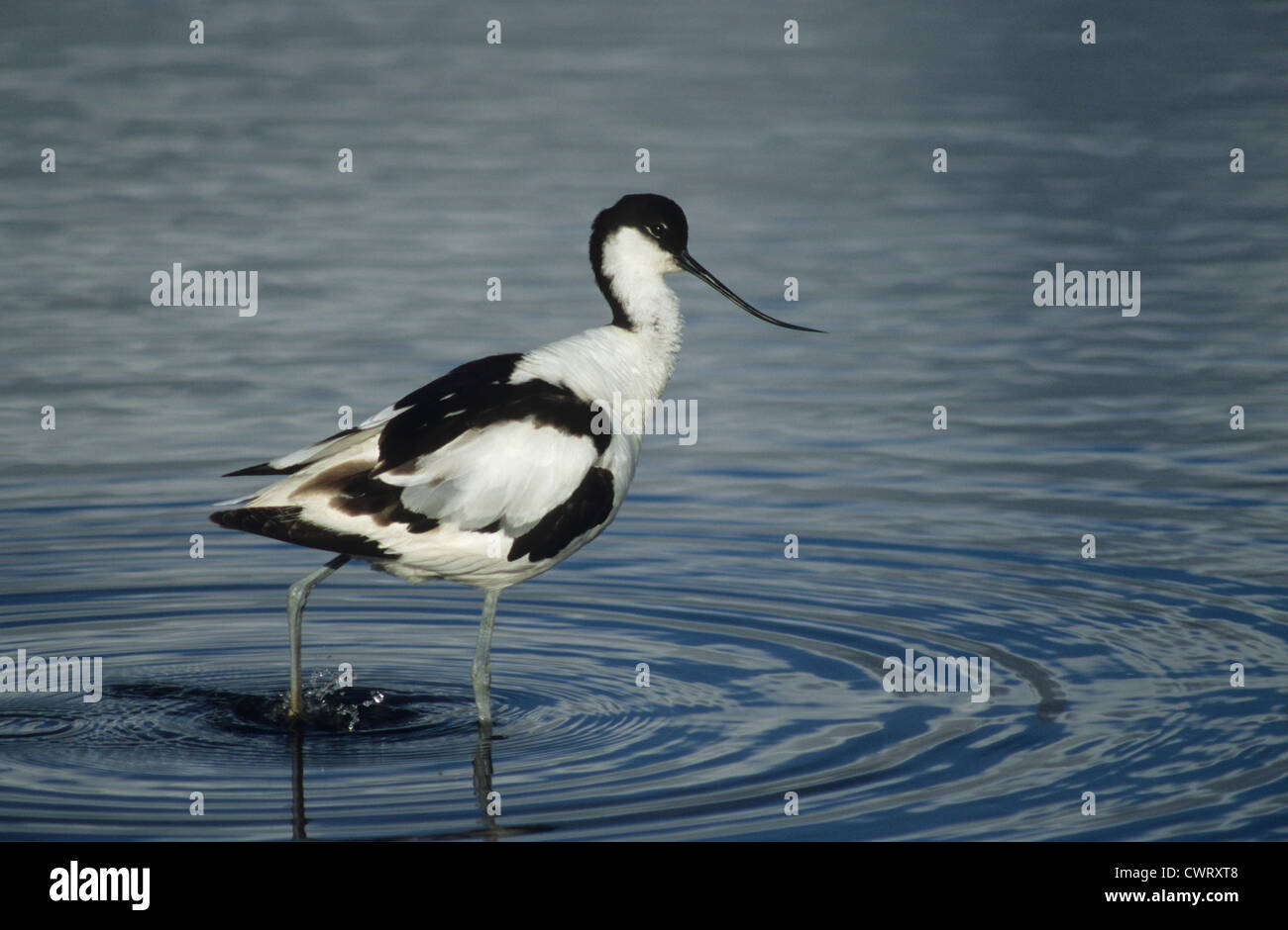 Avocet (Recurvirostra avosetta) adult Marshside RSPB Reserve Southport ...