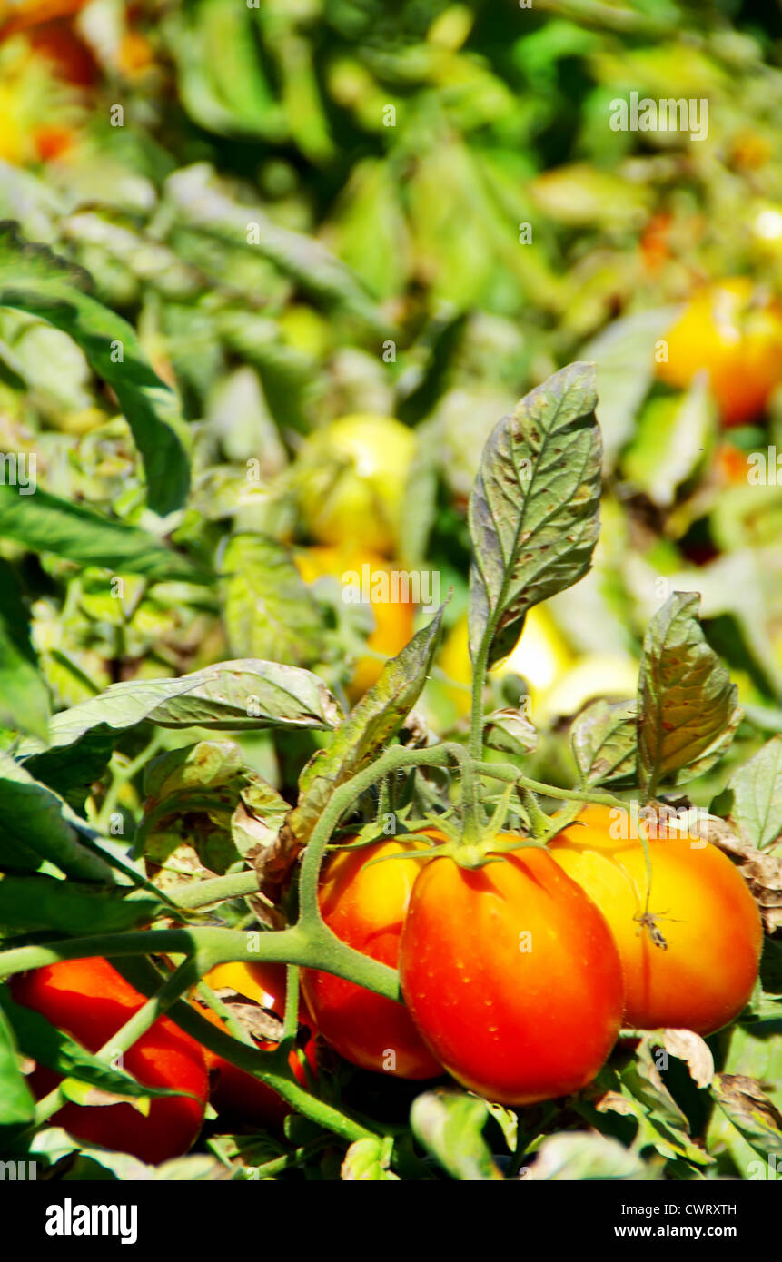 Tomatoes on field hi-res stock photography and images - Alamy
