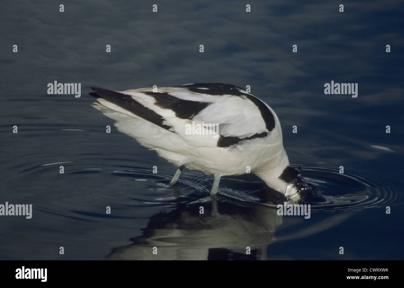 Avocet (Recurvirostra avosetta) adult feeding Marshside RSPB Reserve ...