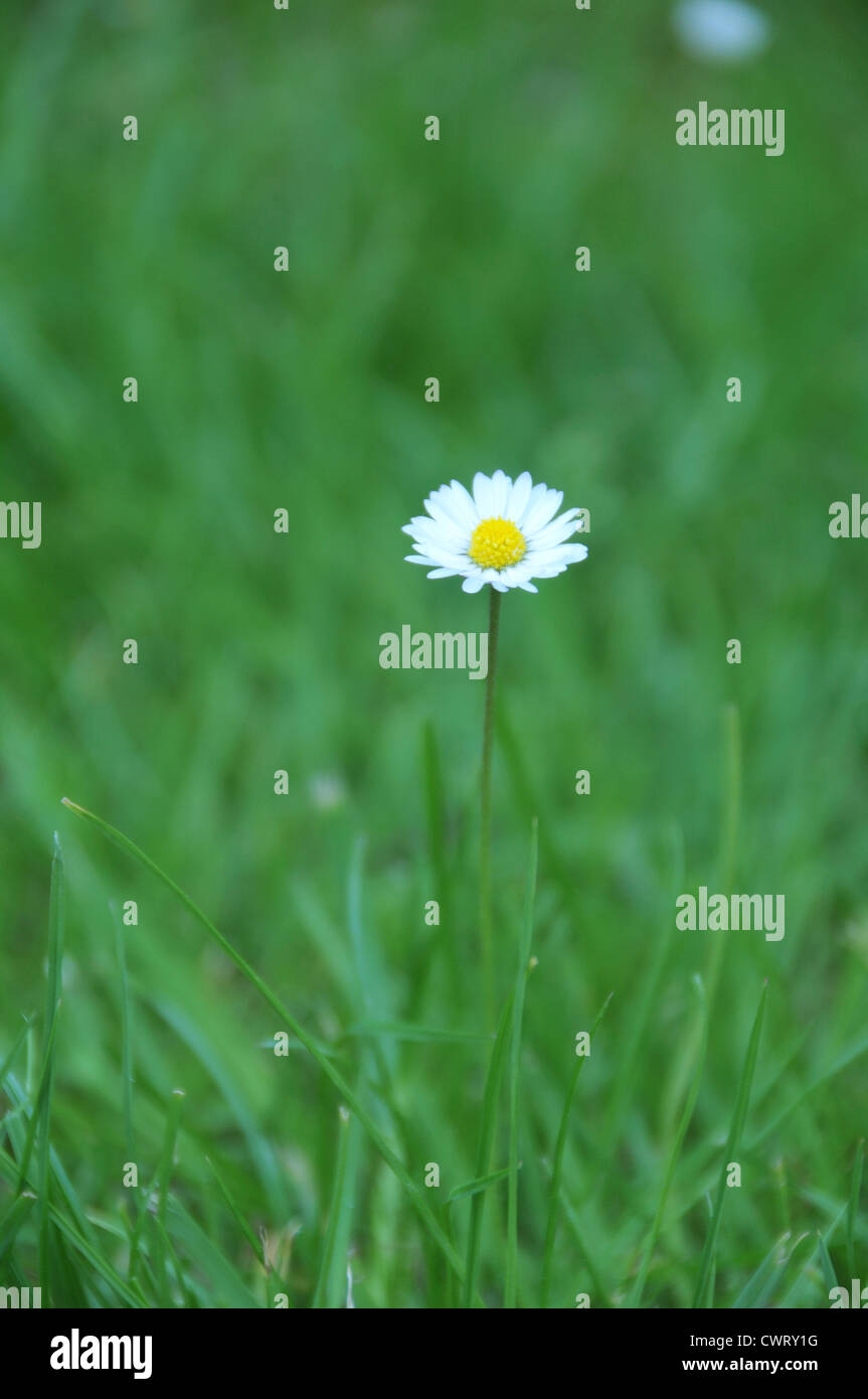 Single daisy in grass Stock Photo - Alamy