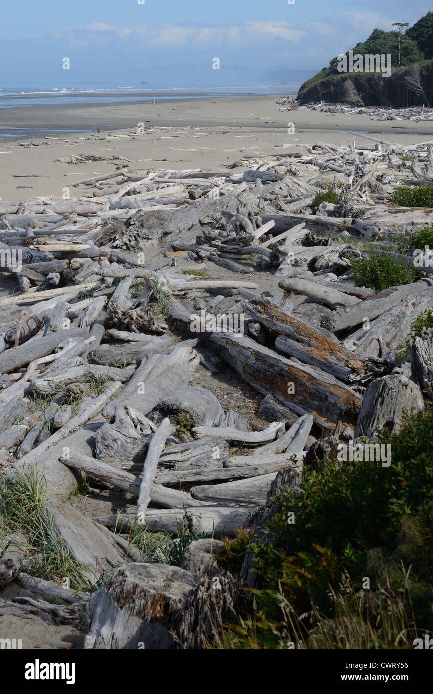 Logs washed up on a beach hi-res stock photography and images - Alamy