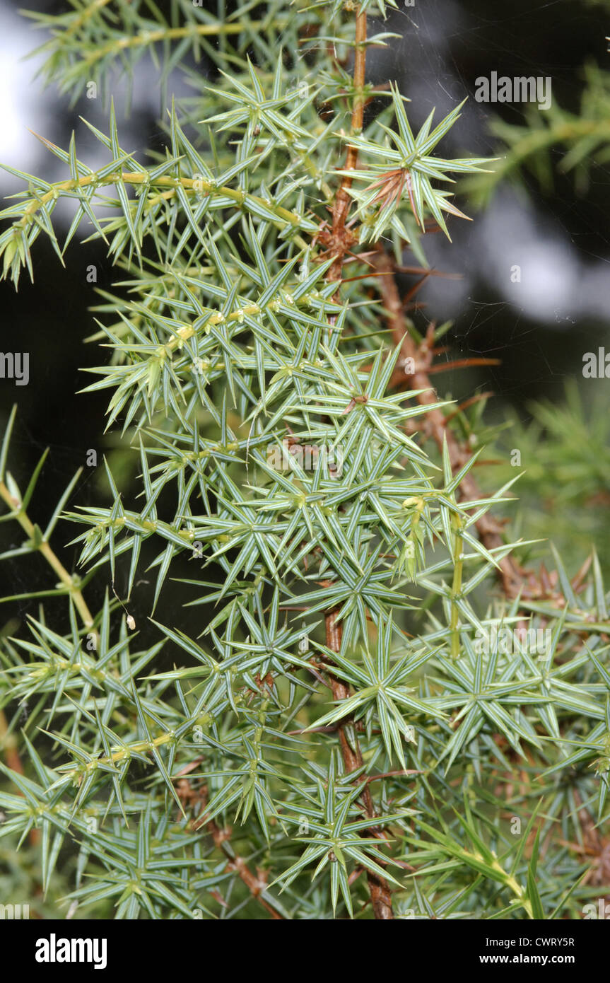 Prickly Juniper or Cade Juniperus oxycedrus (Cupressaceae Stock Photo ...