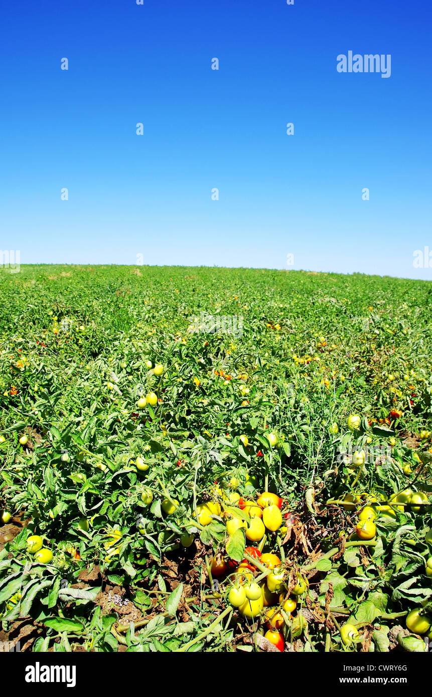 Tomato tomatoes field crop hi-res stock photography and images - Alamy