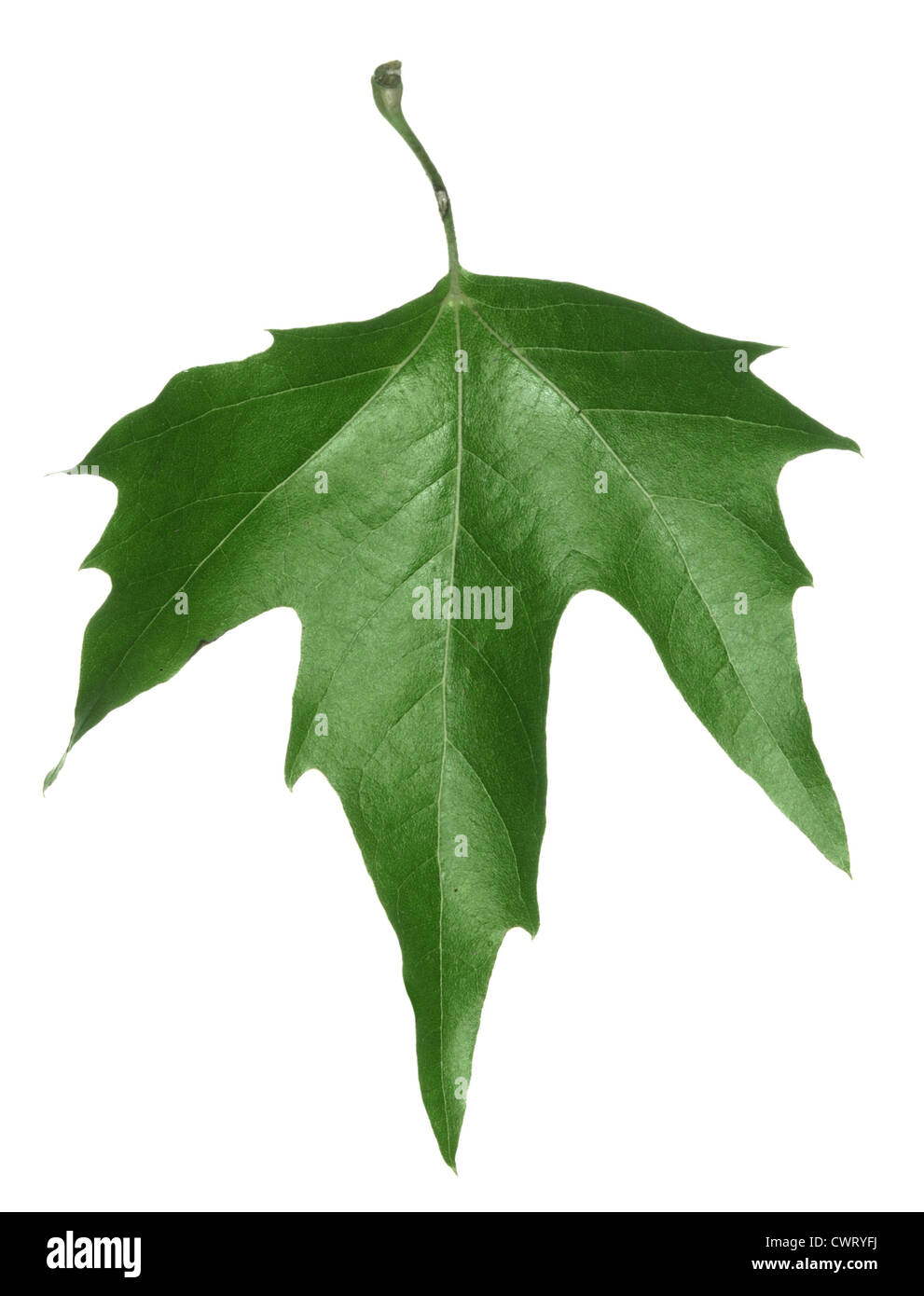 Oriental Plane Platanus orientalis (Platanaceae Stock Photo - Alamy