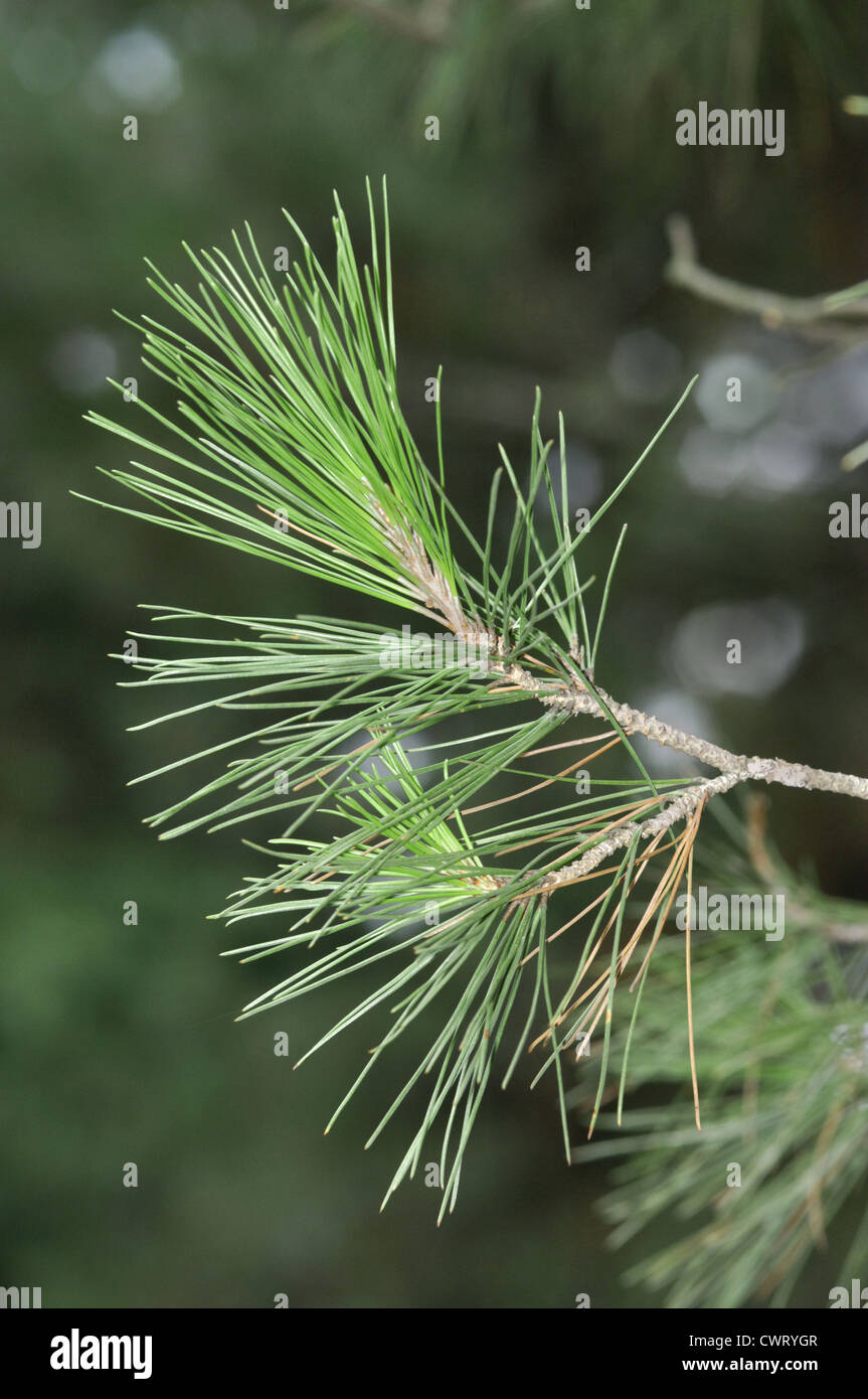 Aleppo Pine Pinus halepensis (Pinaceae Stock Photo - Alamy