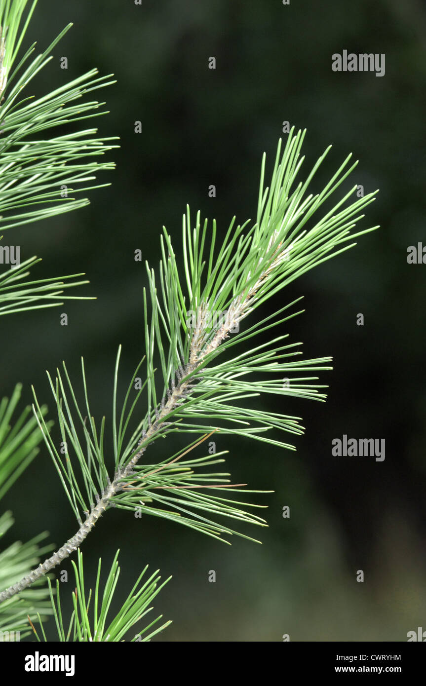 Aleppo Pine Pinus halepensis (Pinaceae Stock Photo - Alamy