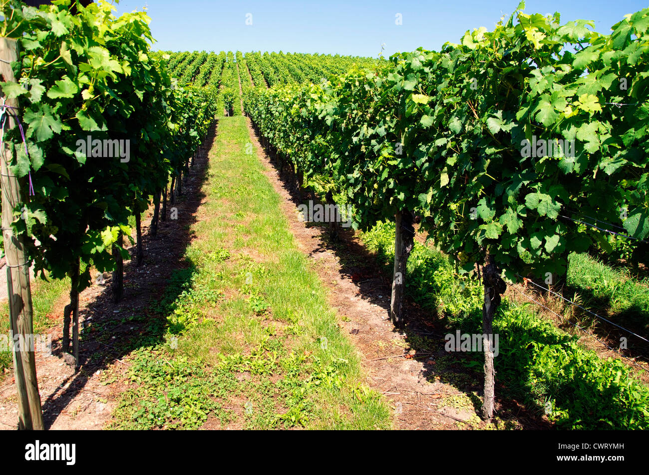 Vineyard in Middle Europe in Summer Stock Photo - Alamy