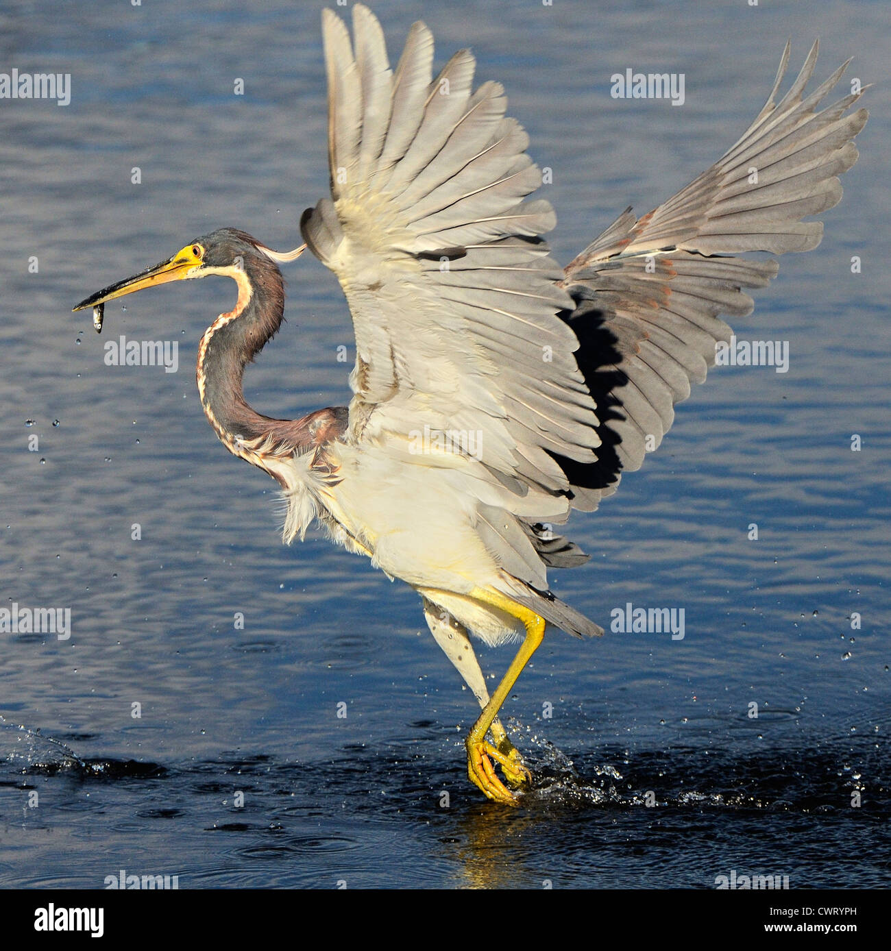 Herons stalking fish hi-res stock photography and images - Alamy