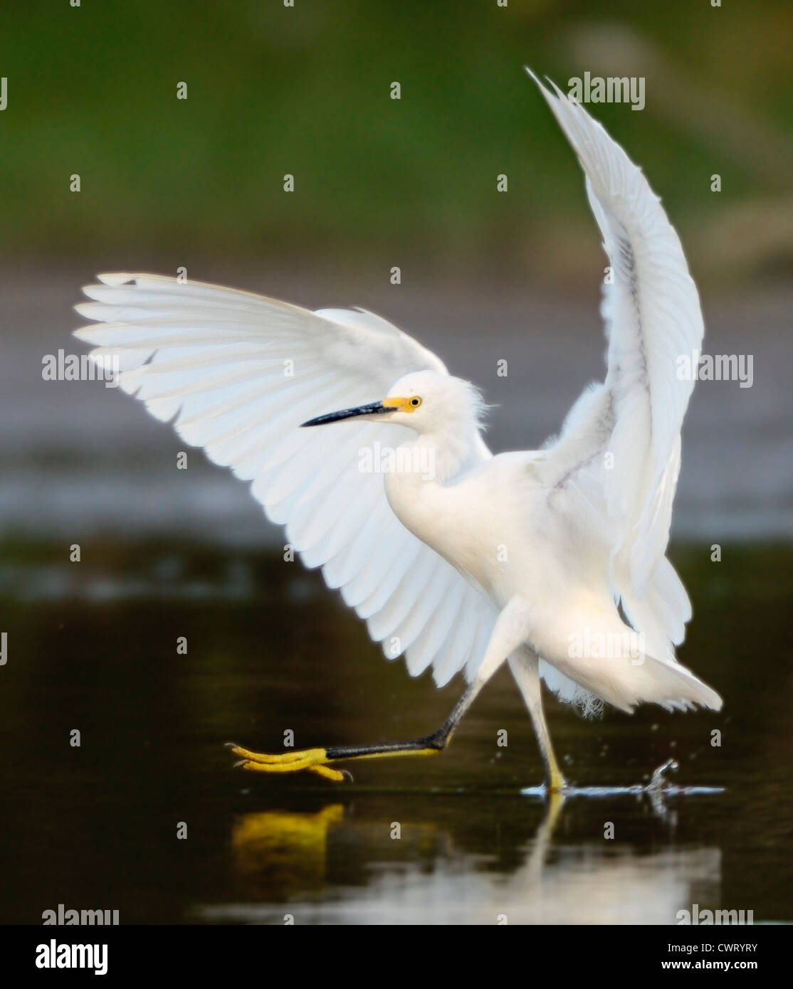Dancing animals hi-res stock photography and images - Alamy