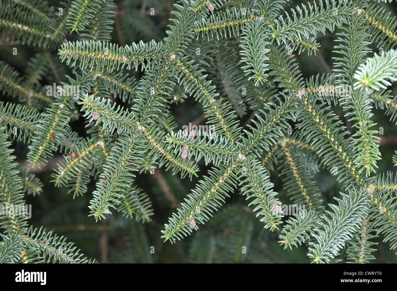 Spanish (Hedgehog) Fir Abies pinsapo (Pinaceae Stock Photo - Alamy