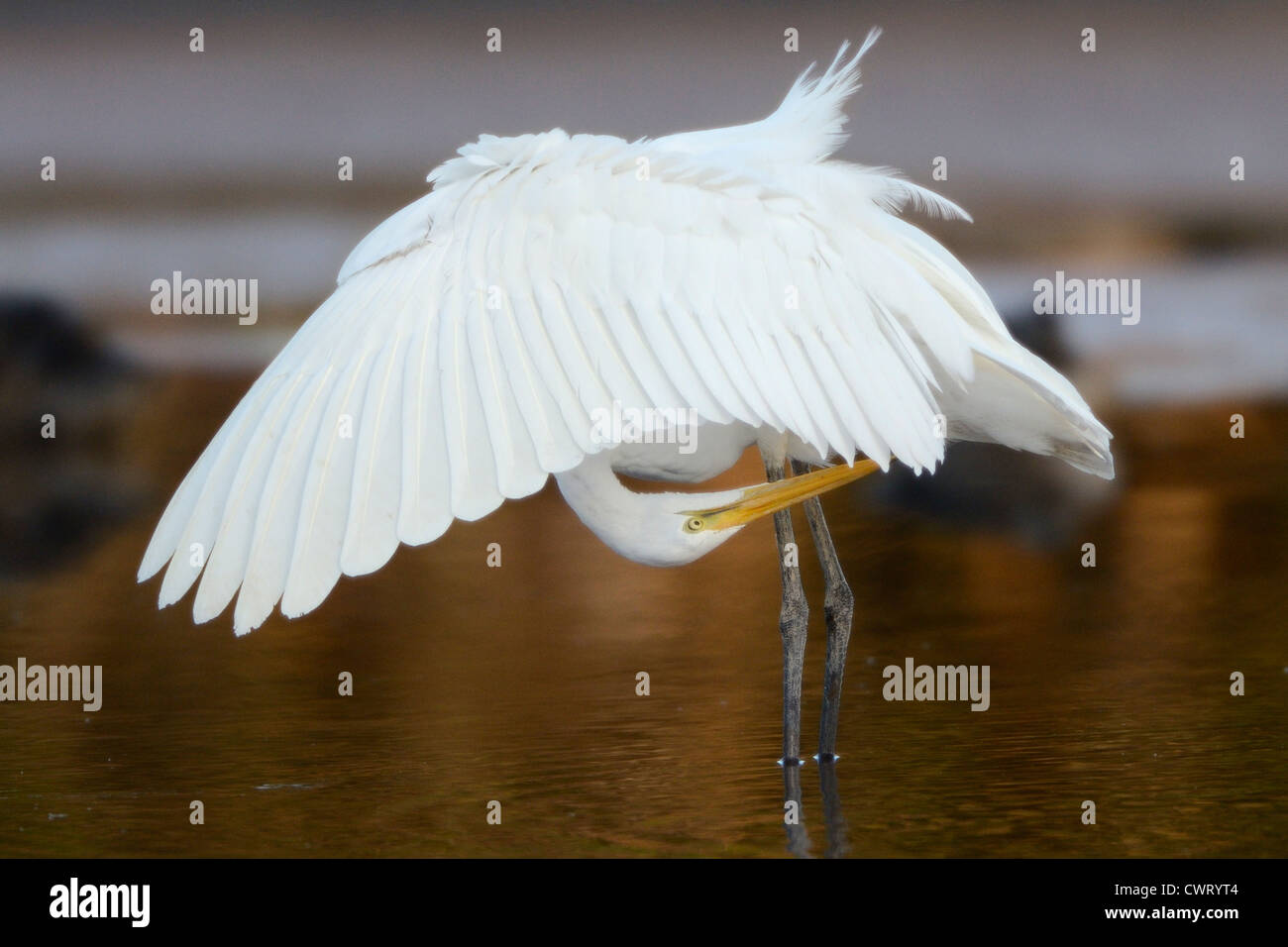 Great egret preening feathers hi-res stock photography and images - Alamy