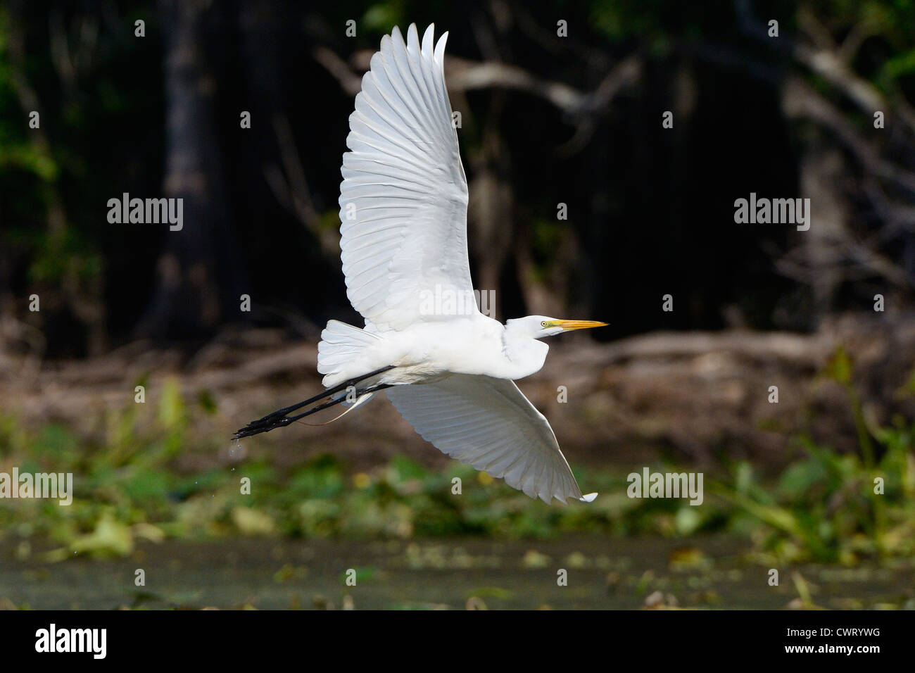 Great Egret flying Stock Photo - Alamy