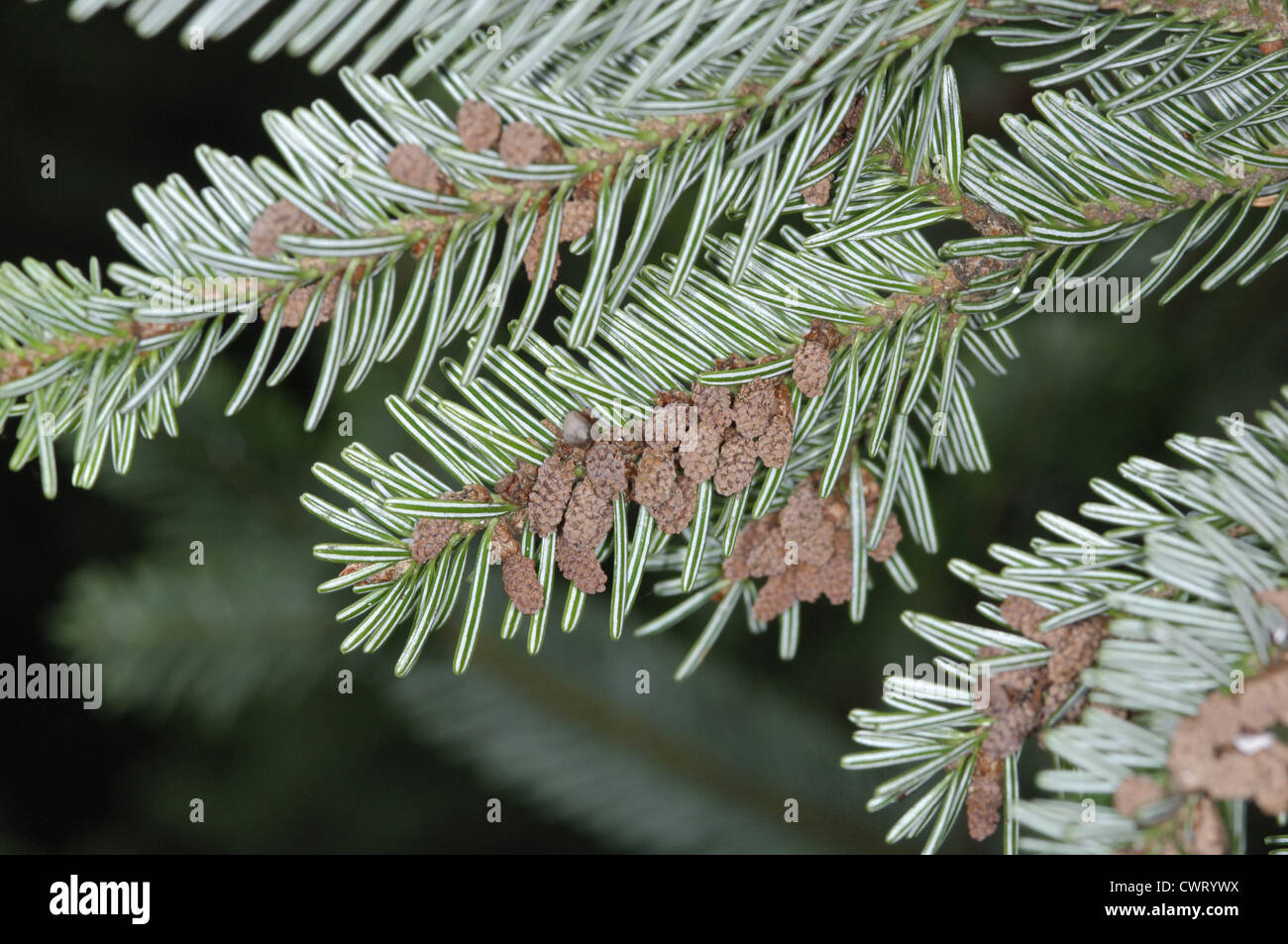 Silver fir european abies hi-res stock photography and images - Alamy