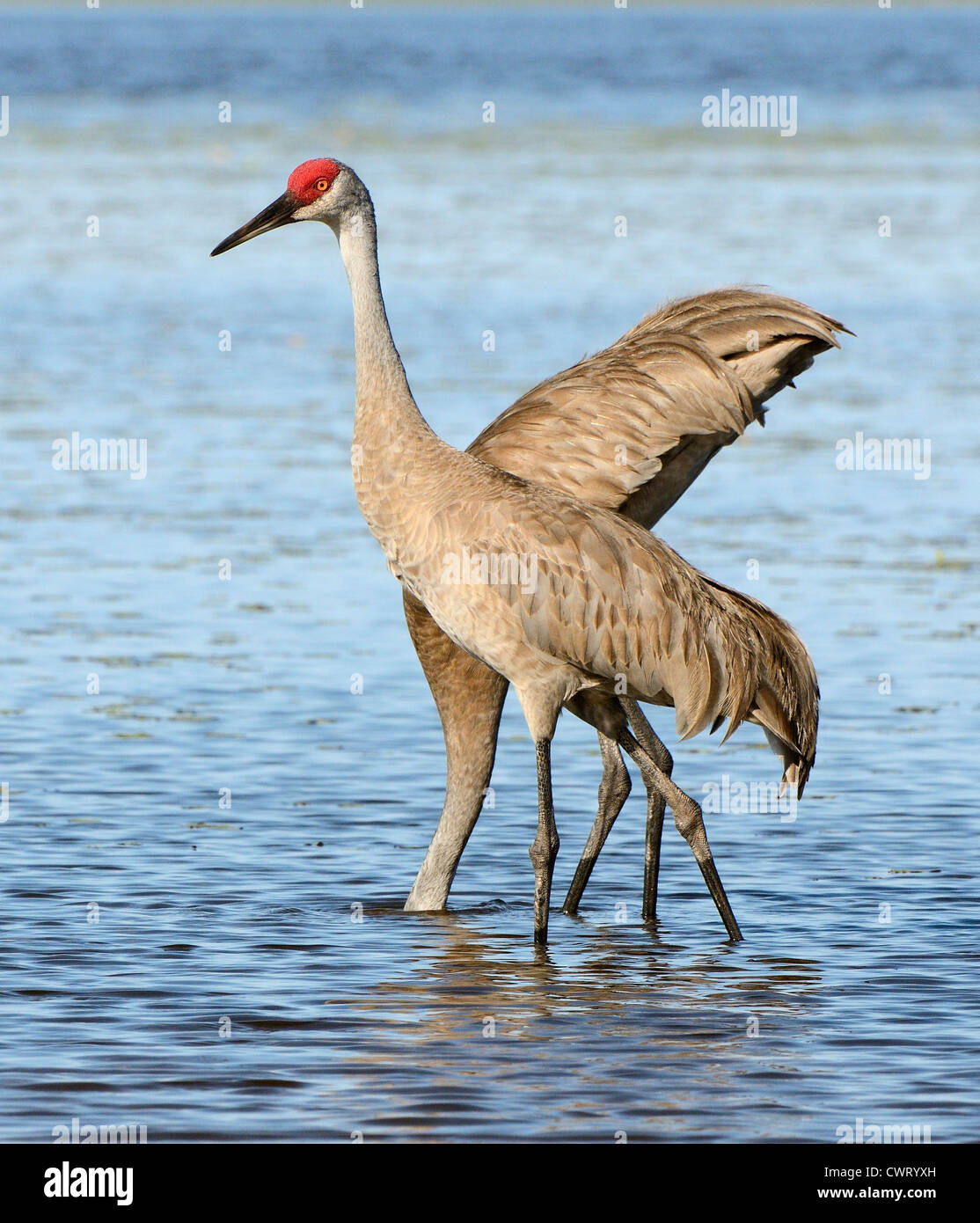 Florida Wild Cranes High Resolution Stock Photography and Images - Alamy