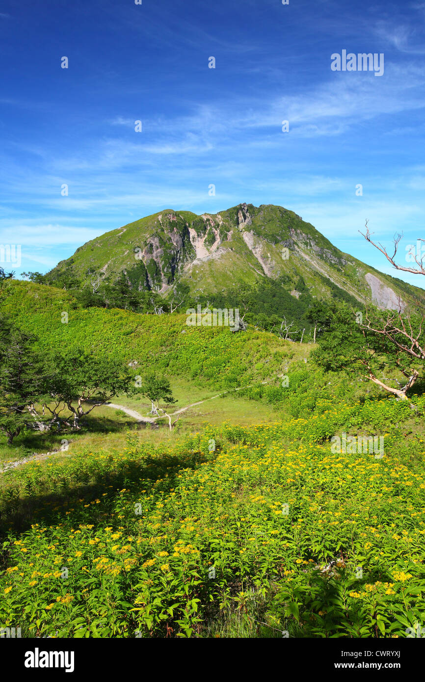Ligularia dentata and Mt. Nikko Shirane in Tochigi, Japan Stock Photo ...