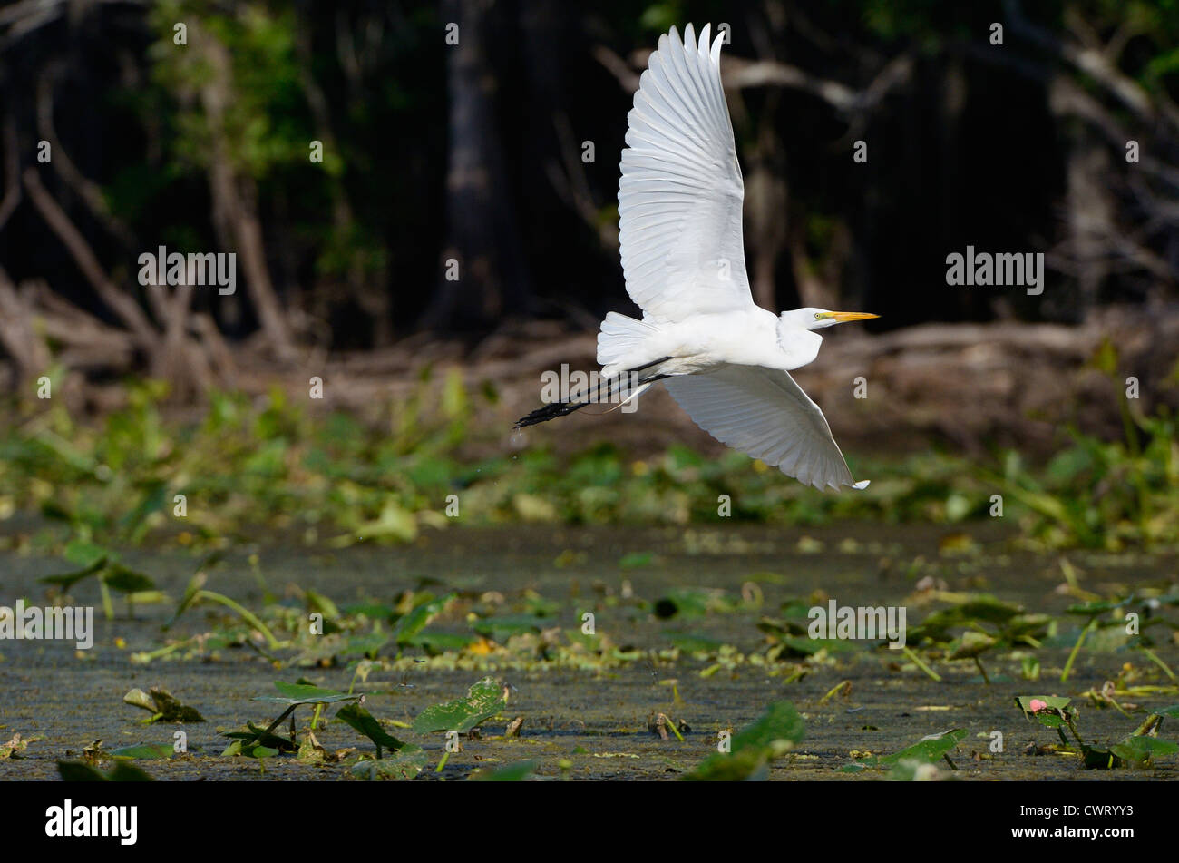 Great egret hi-res stock photography and images - Alamy