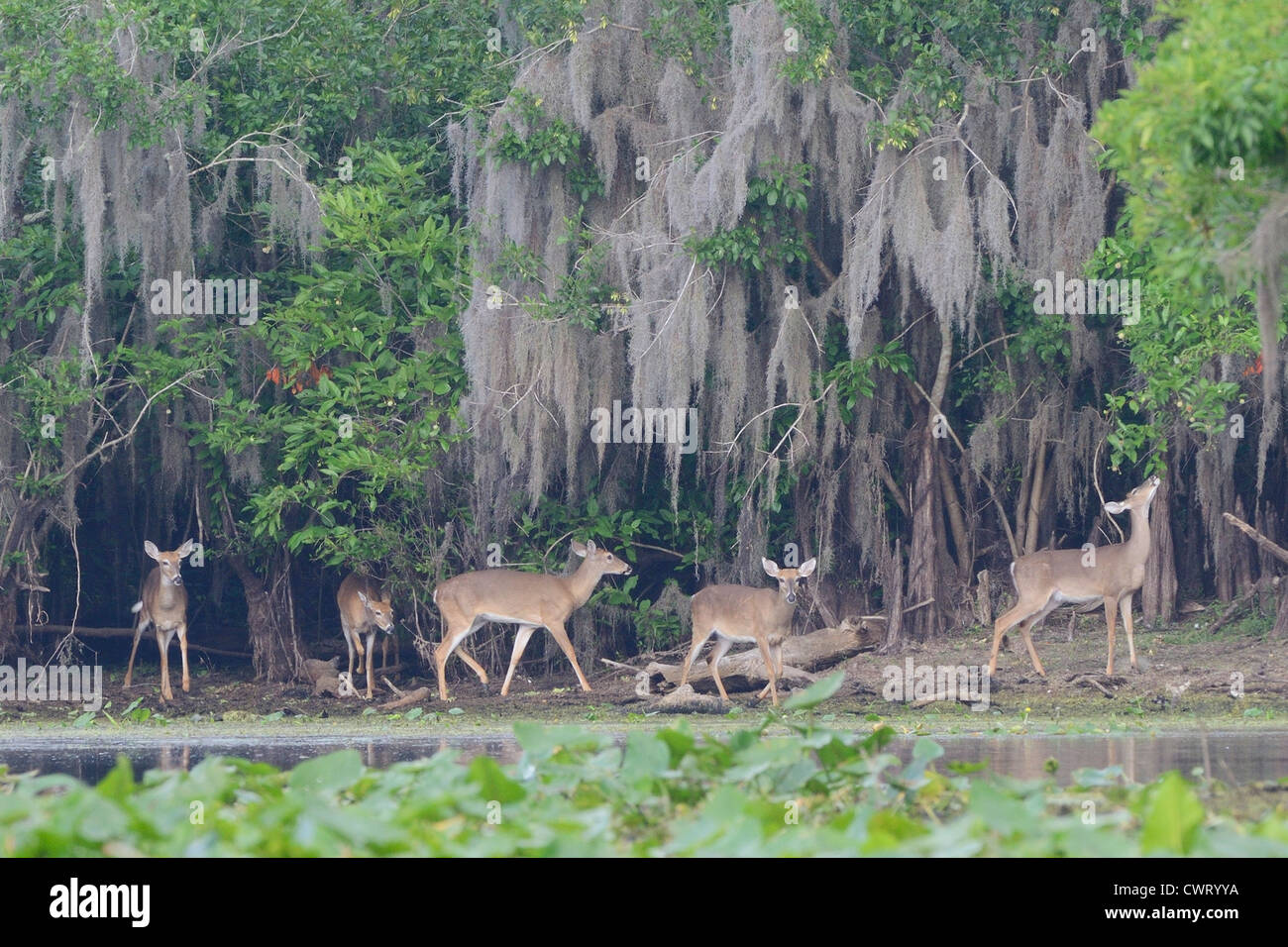 Florida Deer White High Resolution Stock Photography and Images - Alamy