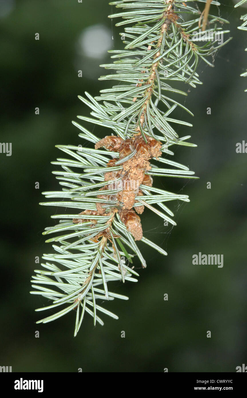 Douglas fir needles hi-res stock photography and images - Alamy