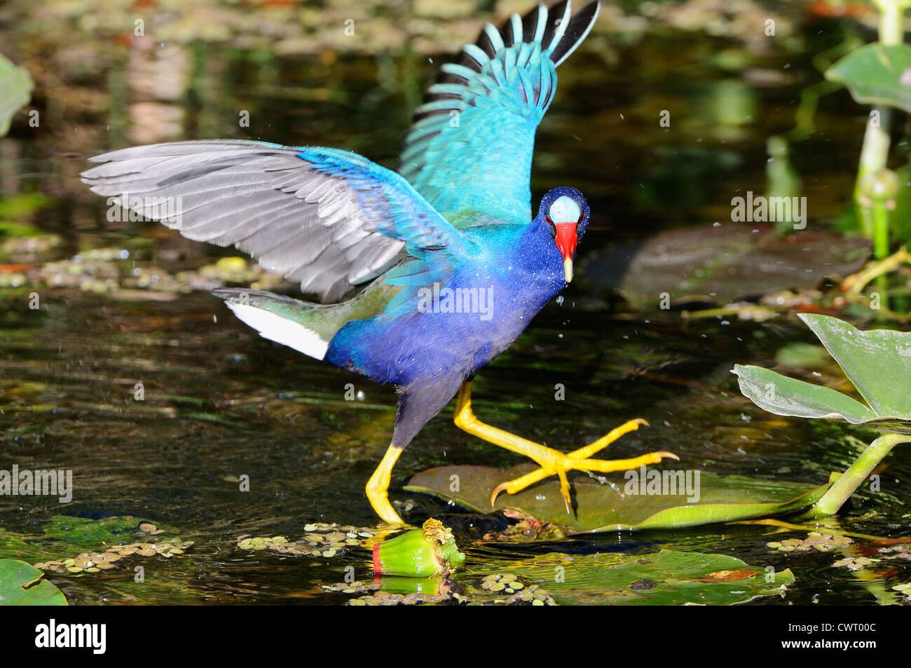 American Purple Gallinule flying Stock Photo - Alamy