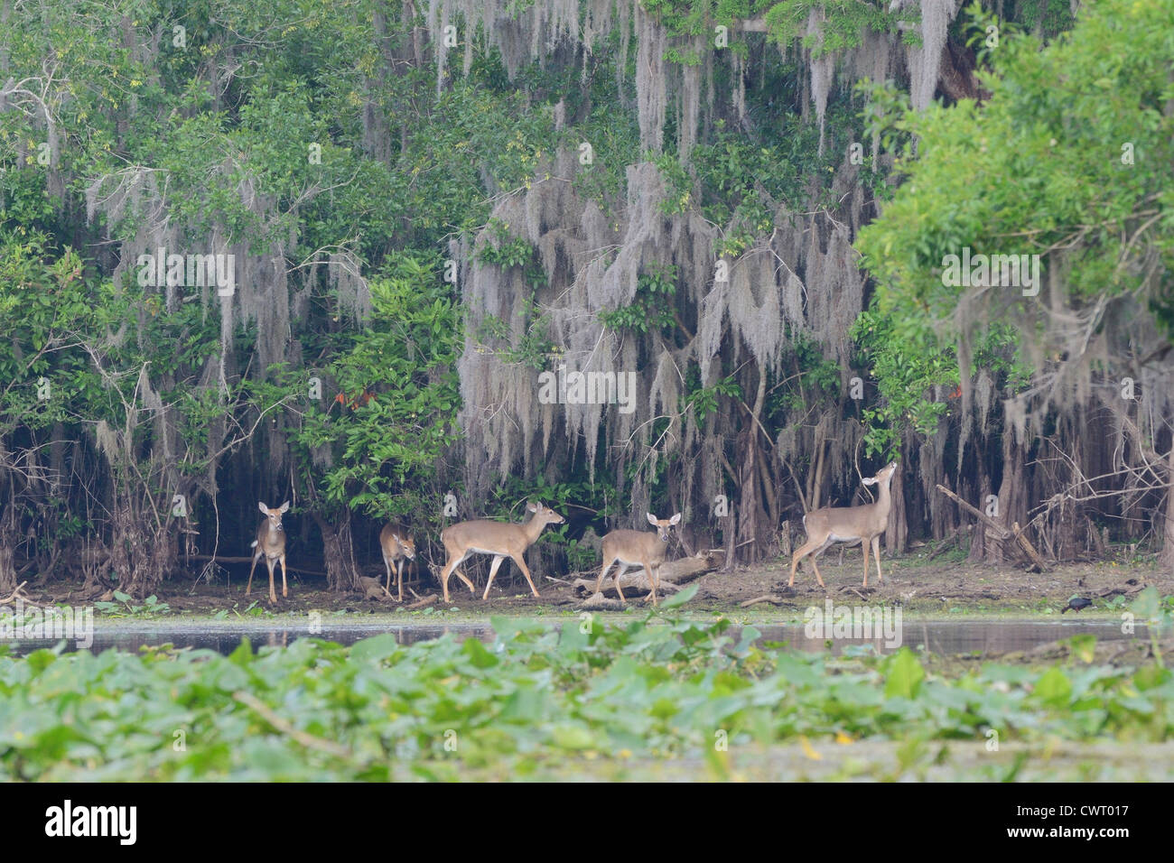 Florida deer white hi-res stock photography and images - Alamy