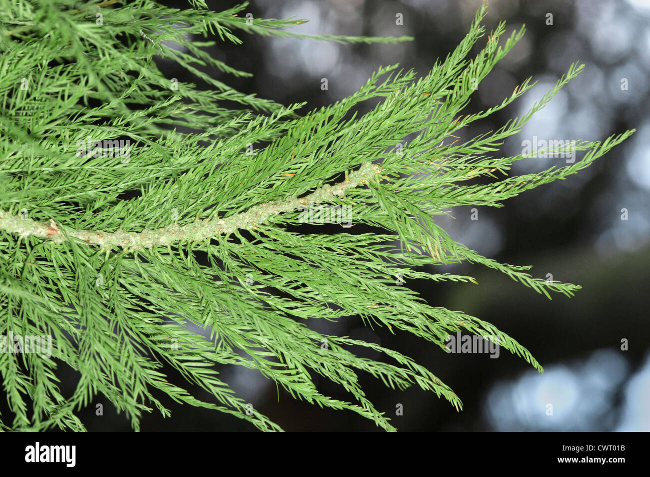 Pond Cypress Taxodium ascendens (Taxodiaceae Stock Photo - Alamy Pond Cypress Taxodium ascendens (Taxodiaceae Stock Photo - Alamy