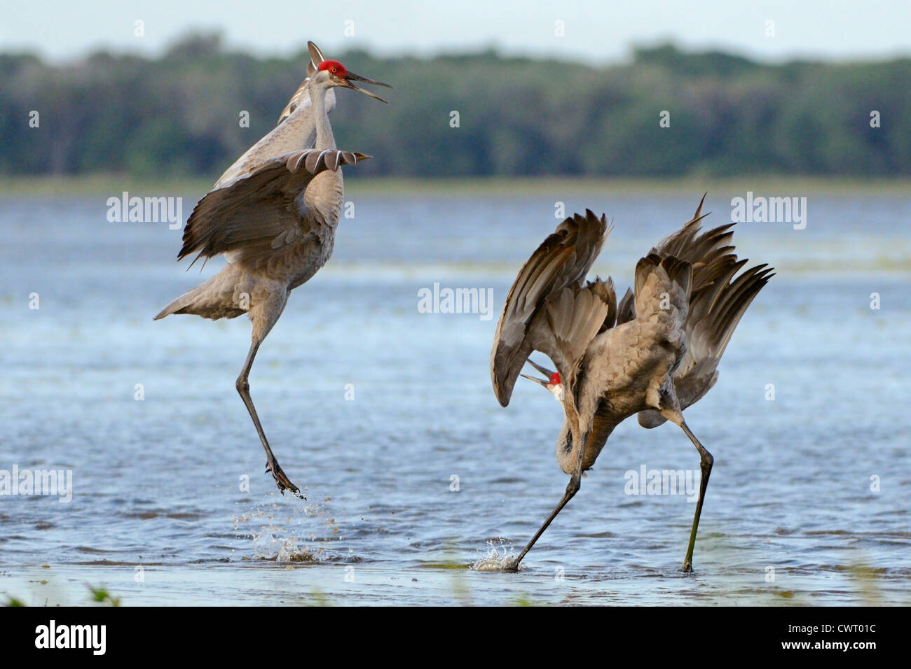Florida wild cranes hi-res stock photography and images - Alamy