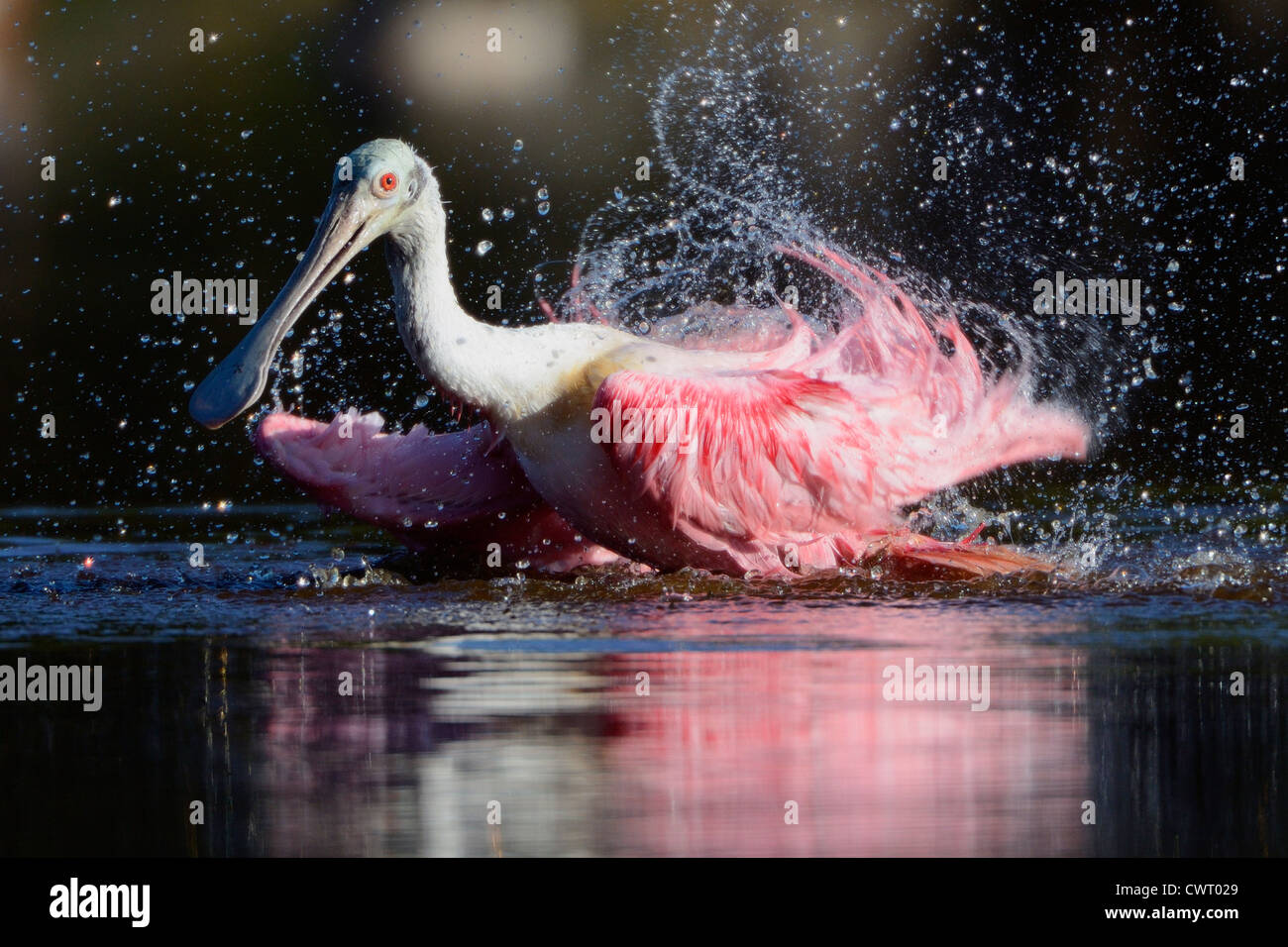Spoonbill hi-res stock photography and images - Alamy