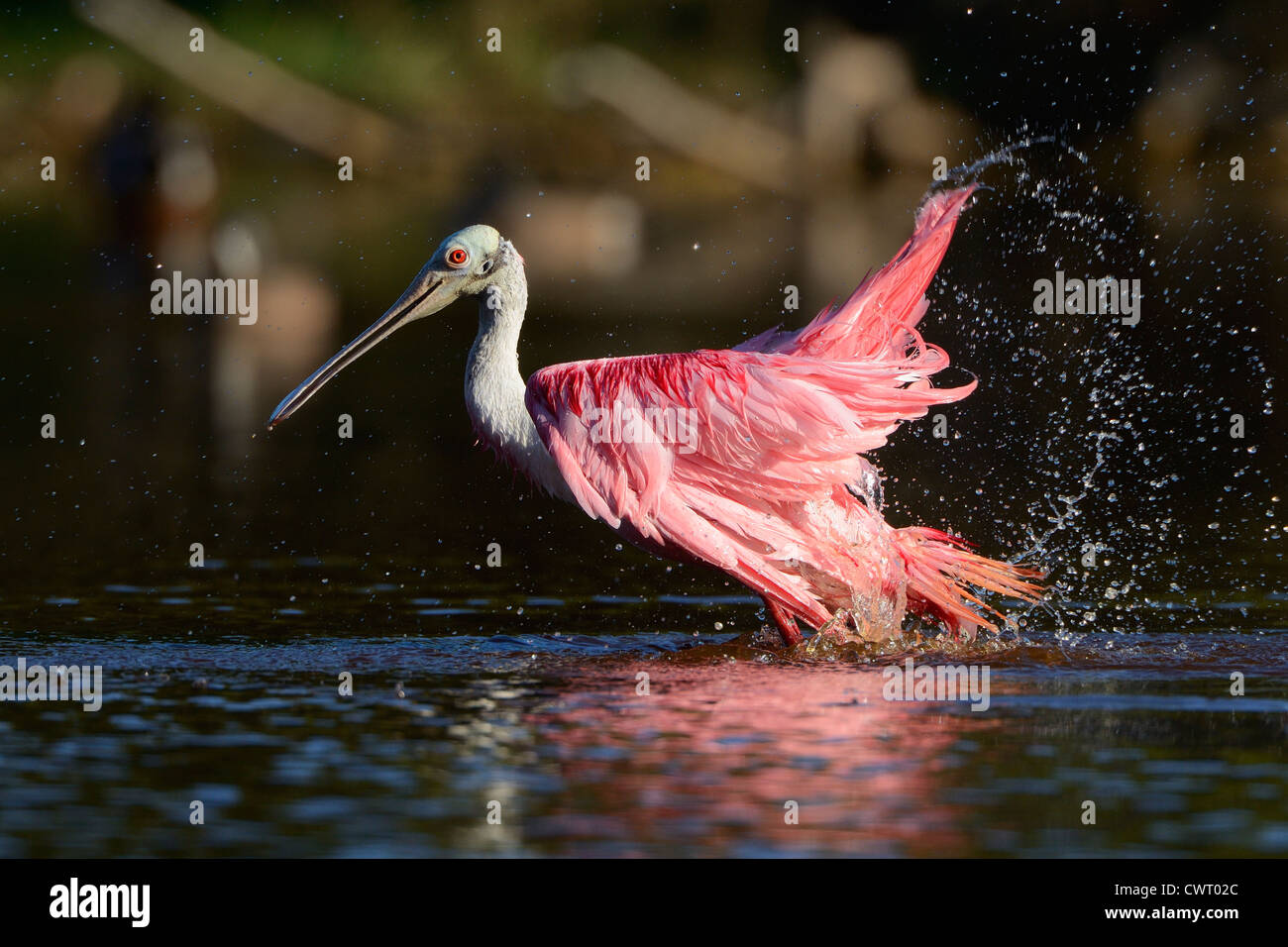 Colorful spoonbill hi-res stock photography and images - Alamy