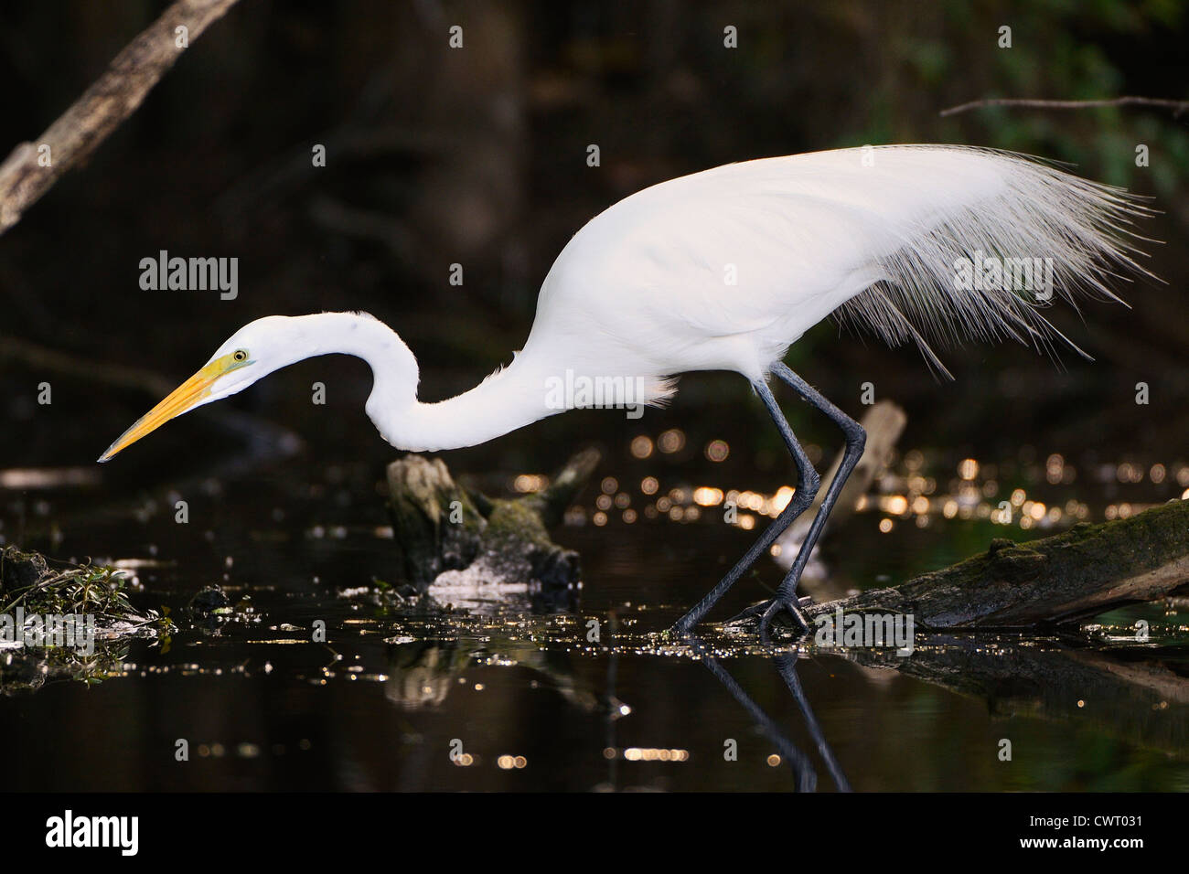 Great Egret backlit at sunset Stock Photo - Alamy