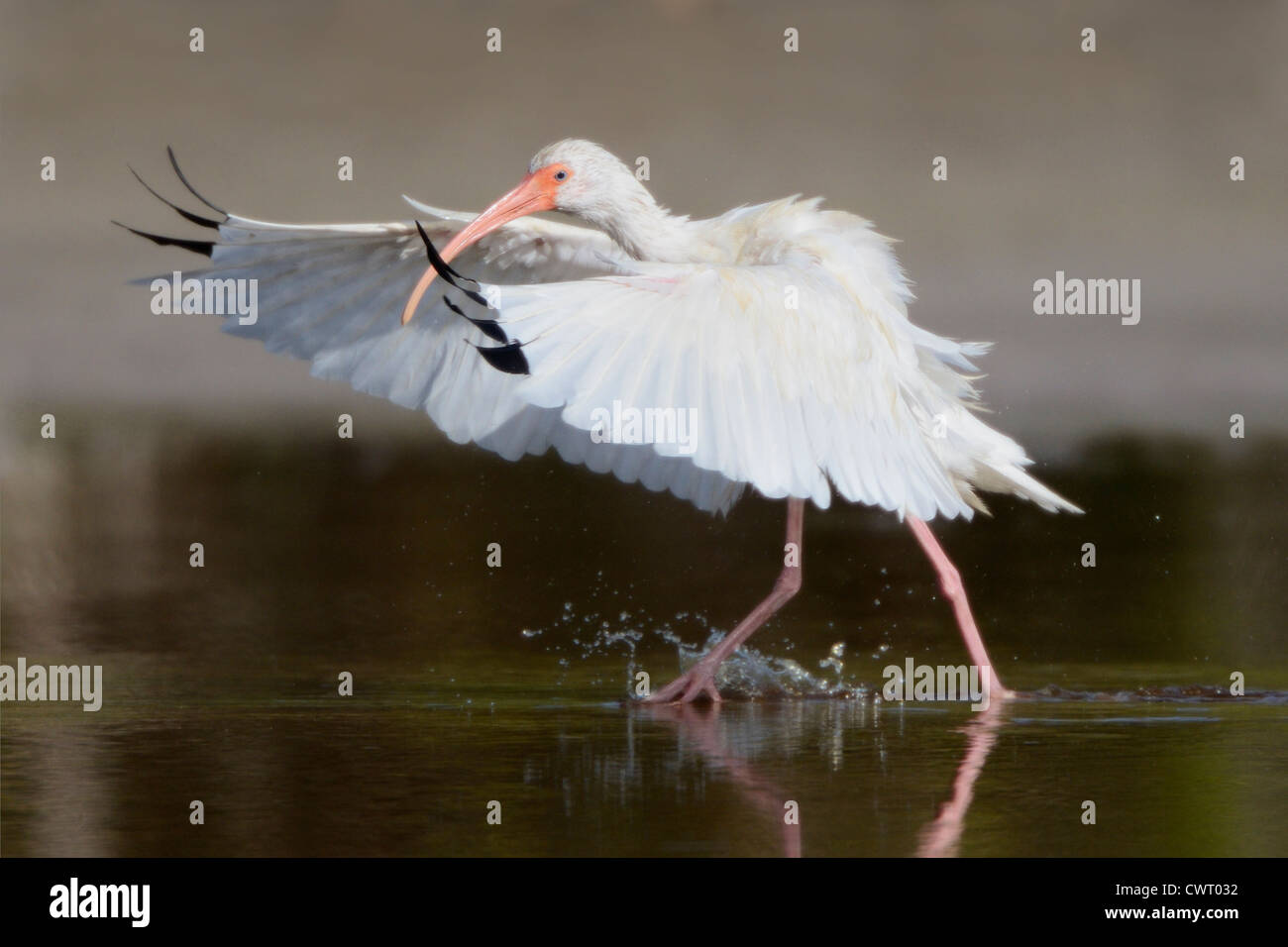 American White Ibis splashing through shallow water Stock Photo - Alamy
