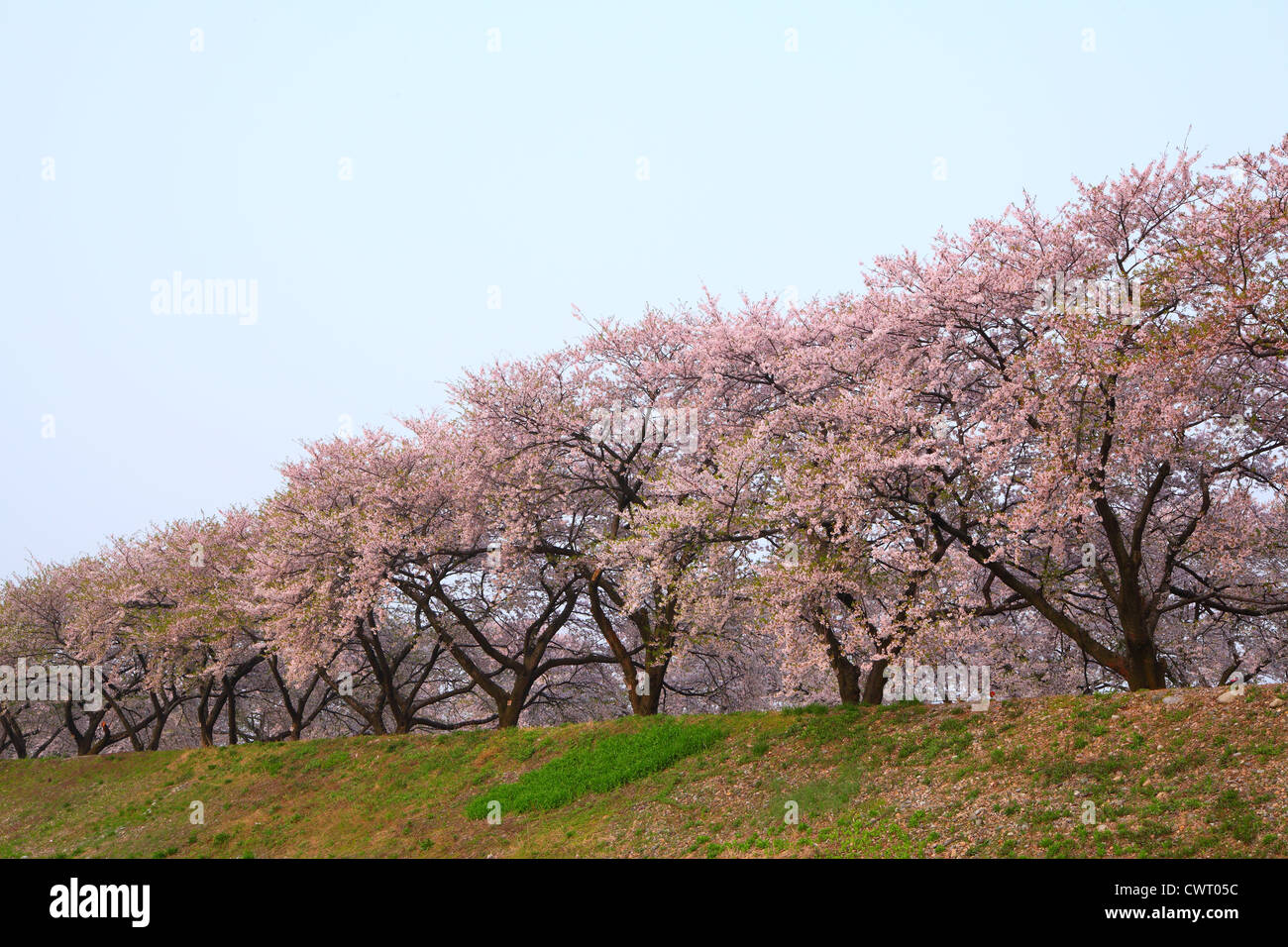 Row of cherry trees in spring, Japan Stock Photo - Alamy
