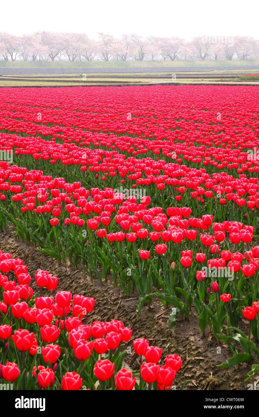 Toyama japan flower hi-res stock photography and images - Alamy