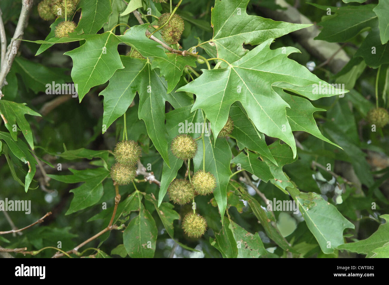 Oriental Plane Platanus orientalis (Platanaceae Stock Photo - Alamy