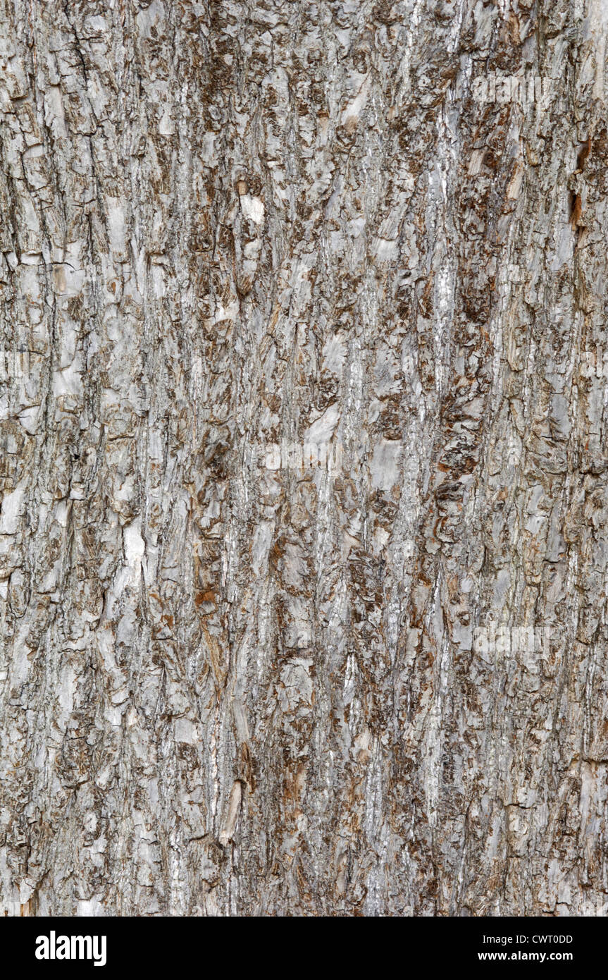 Large-leaved Lime Tilia platyphyllos (Tiliaceae Stock Photo - Alamy