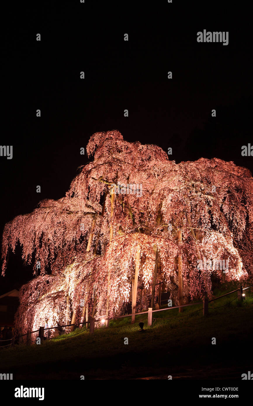 Illuminated cherry tree, Nema is MiharuTakizakura, Fukushima, Japan ...