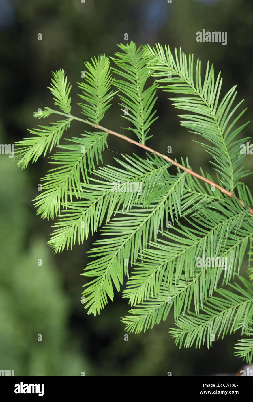 Swamp Cypress Taxodium distichum (Taxodiaceae Stock Photo - Alamy