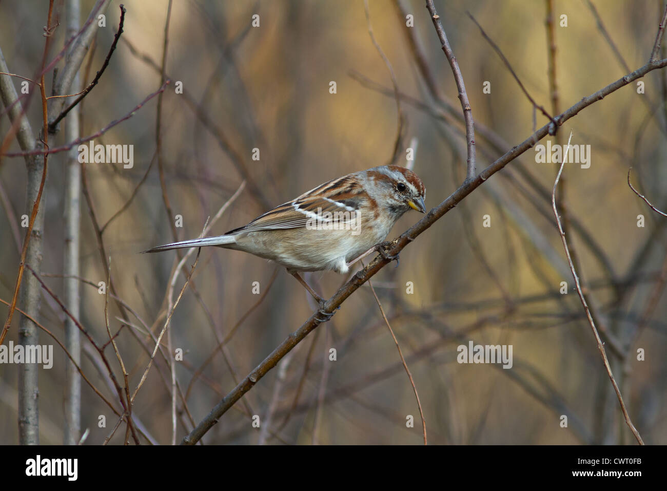 American tree sparrow Stock Photo - Alamy