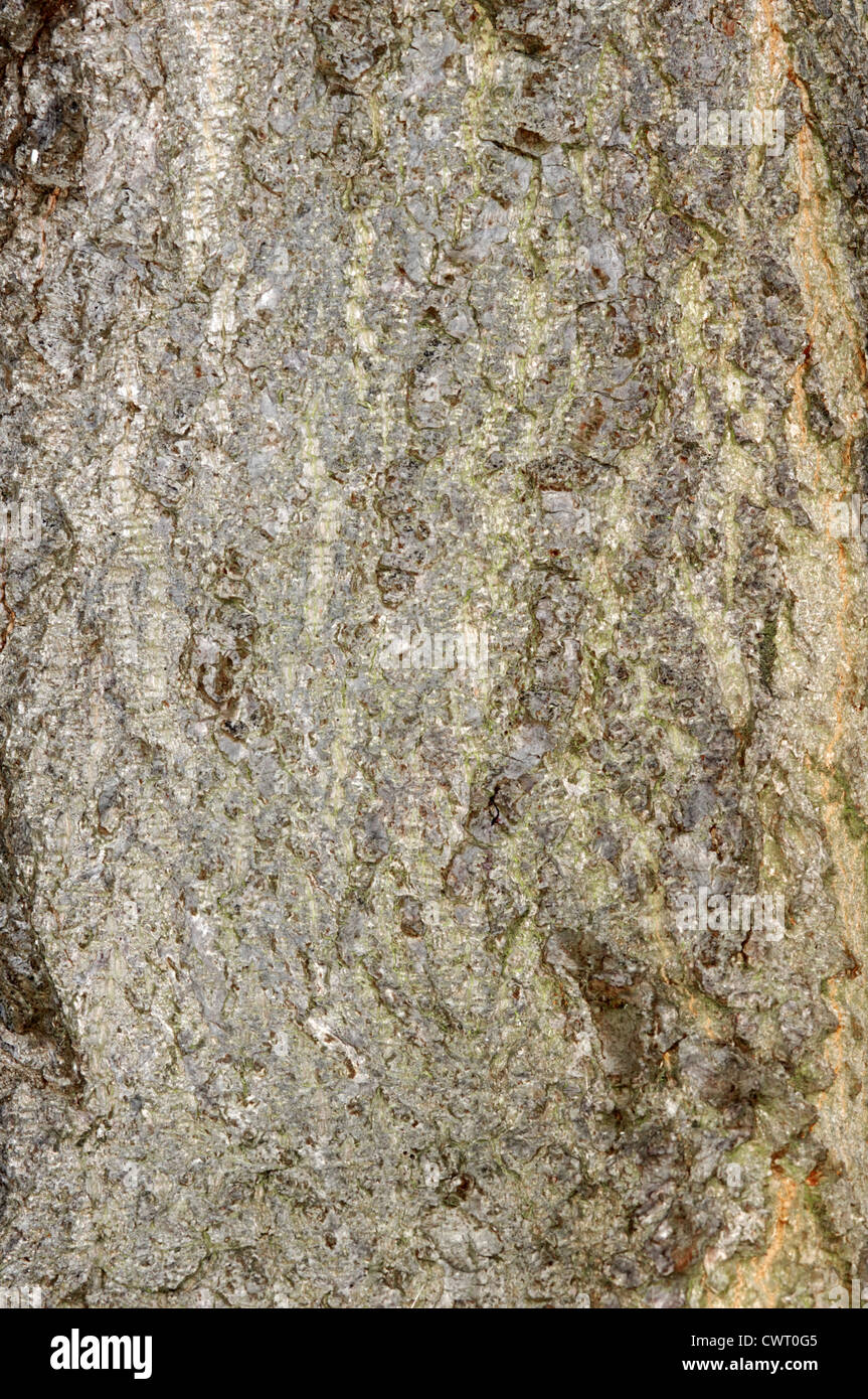 Silver-lime Tilia tomentosa (Tiliaceae Stock Photo - Alamy
