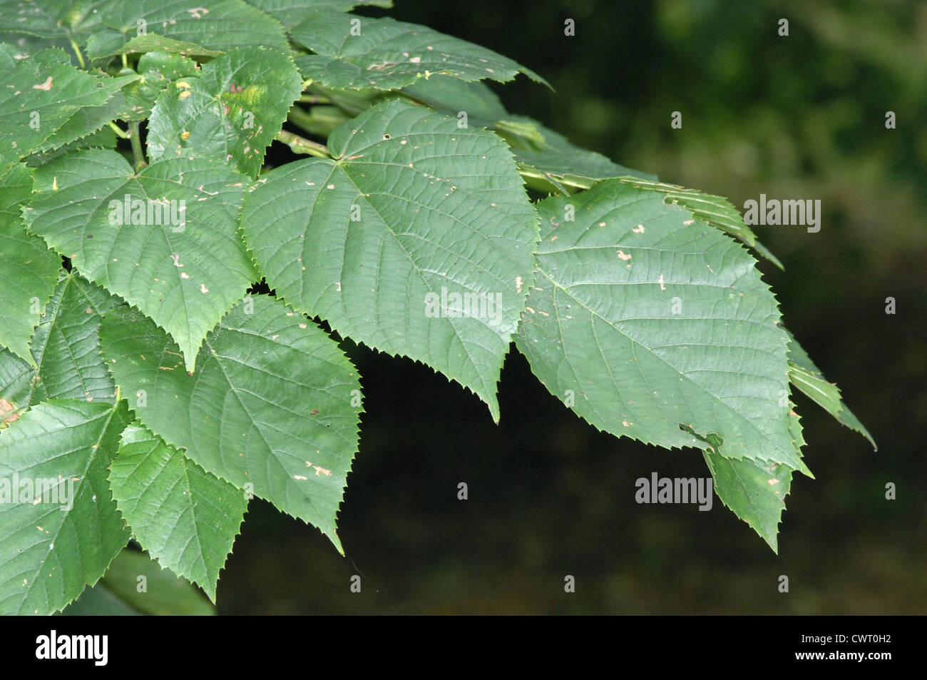 Lime Tilia x europaea Tiliaceae Stock Photo - Alamy