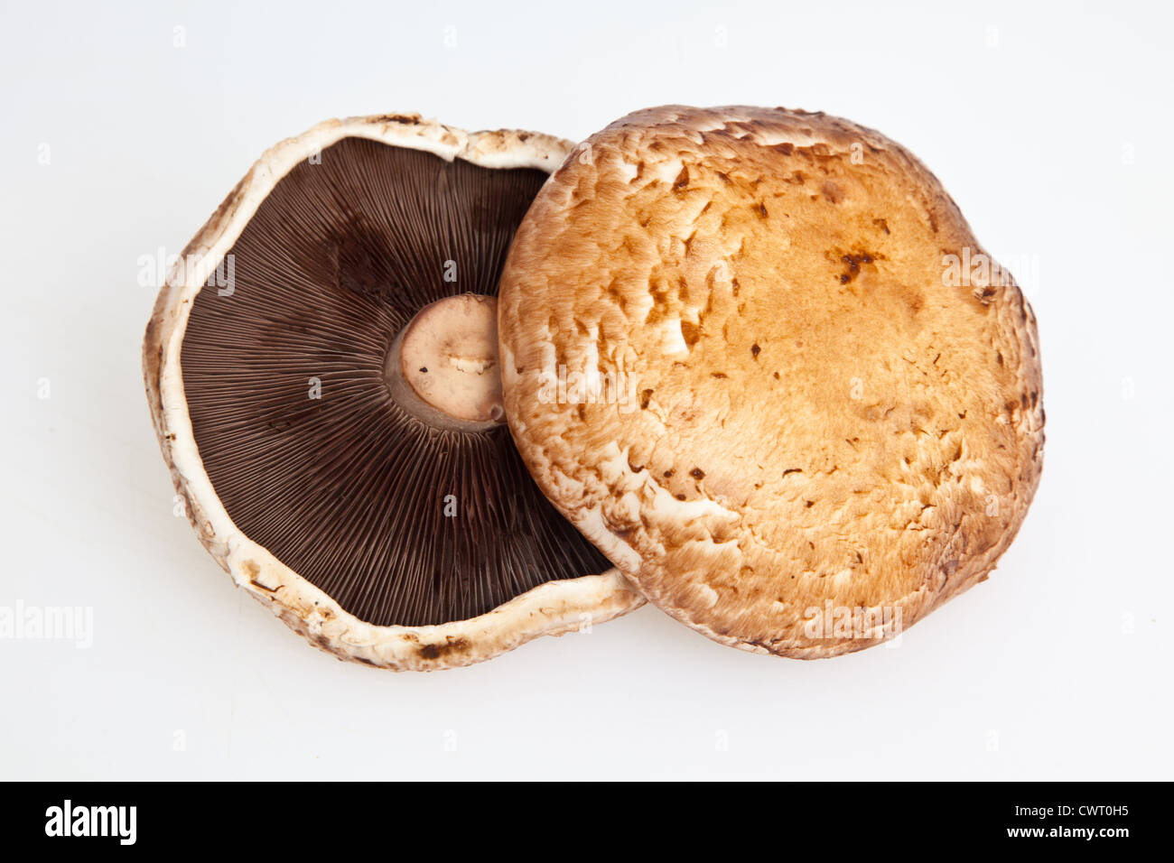 Portabella mushroom caps on a white background Stock Photo - Alamy