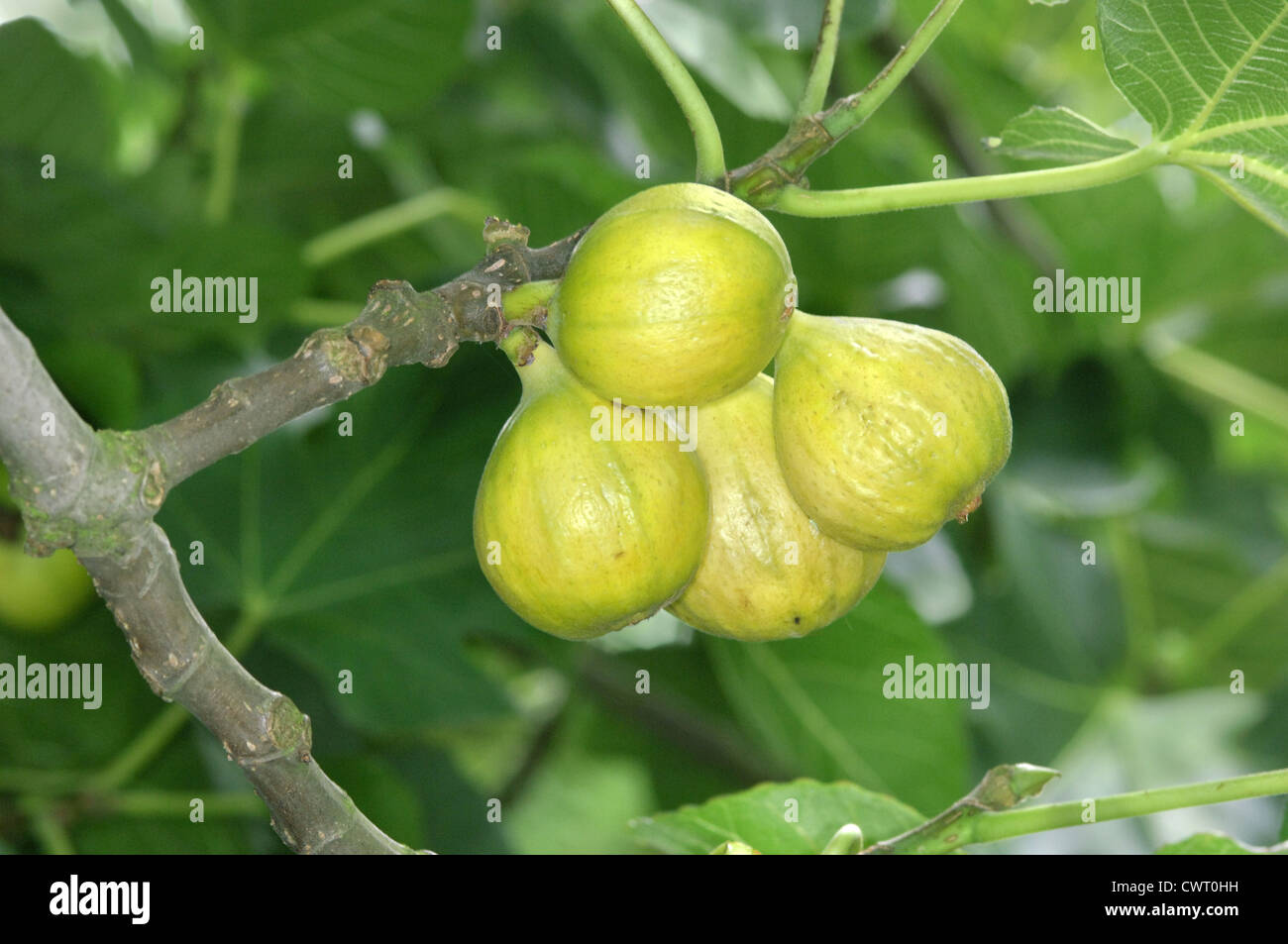 Fig Ficus carica (Moraceae Stock Photo - Alamy