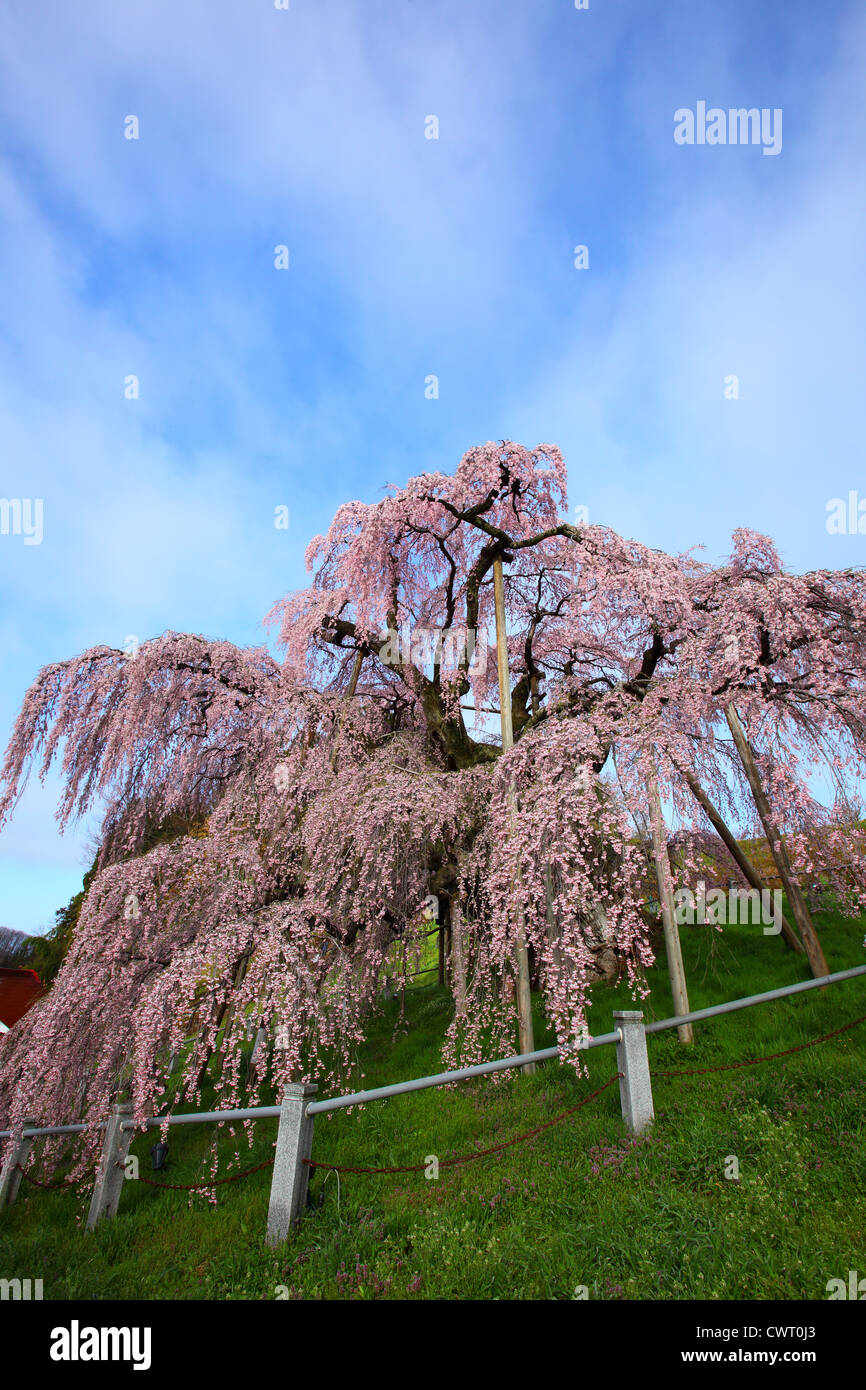 Cherry tree, Nema is MiharuTakizakura, Fukushima, Japan Stock Photo - Alamy