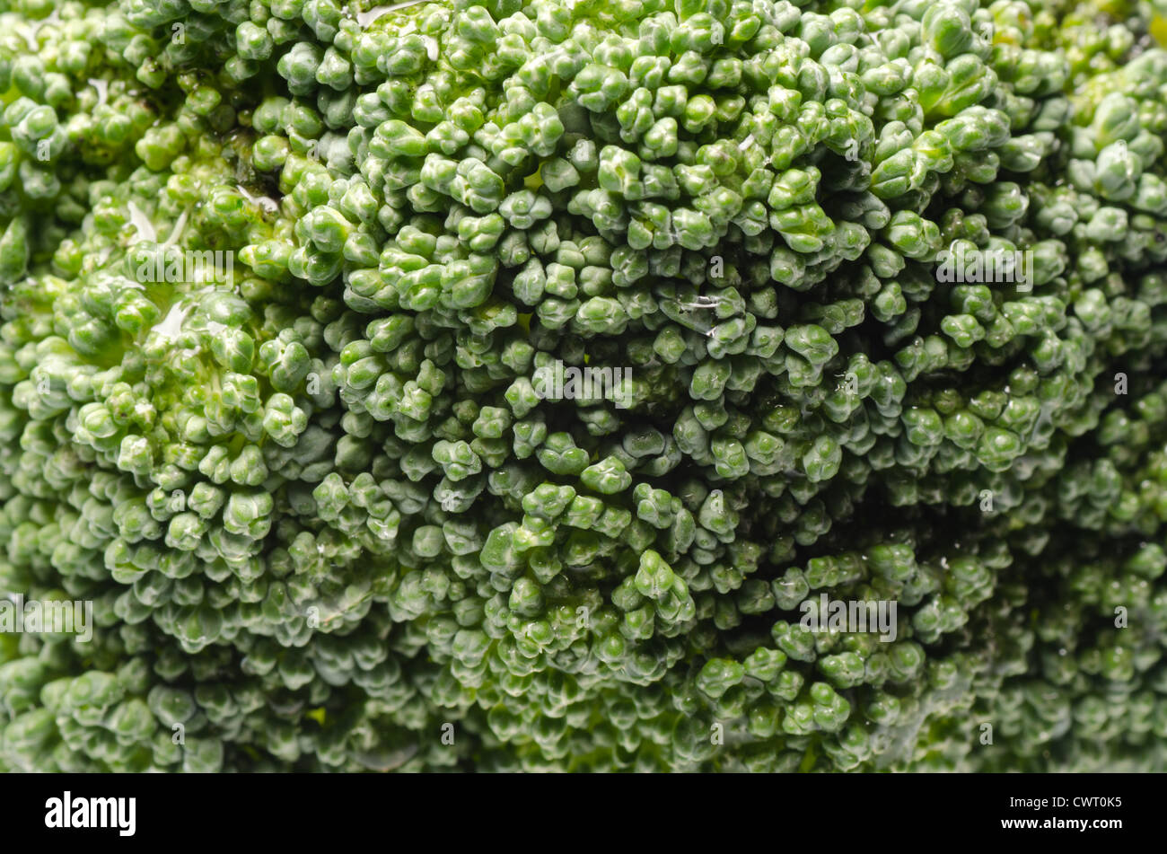 vegetable green broccoli macro background Stock Photo - Alamy