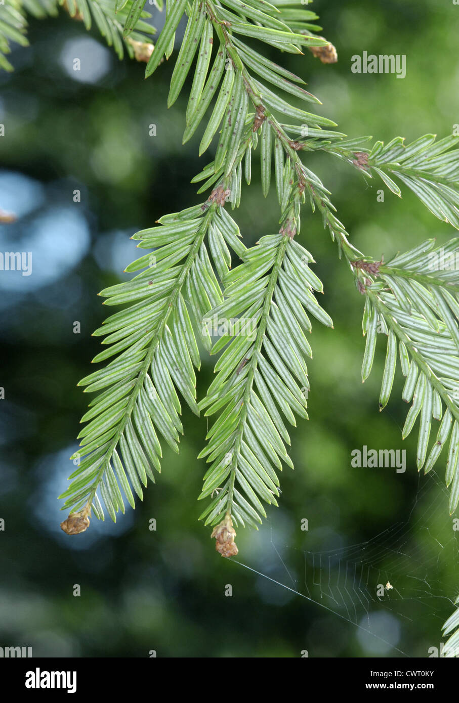 Coastal Redwood Sequoia sempervirens (Taxodiaceae Stock Photo - Alamy