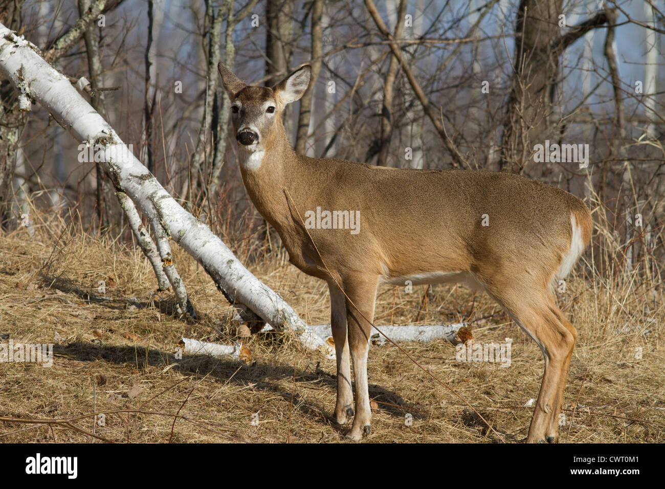 Male white tailed deer spring hi-res stock photography and images - Alamy