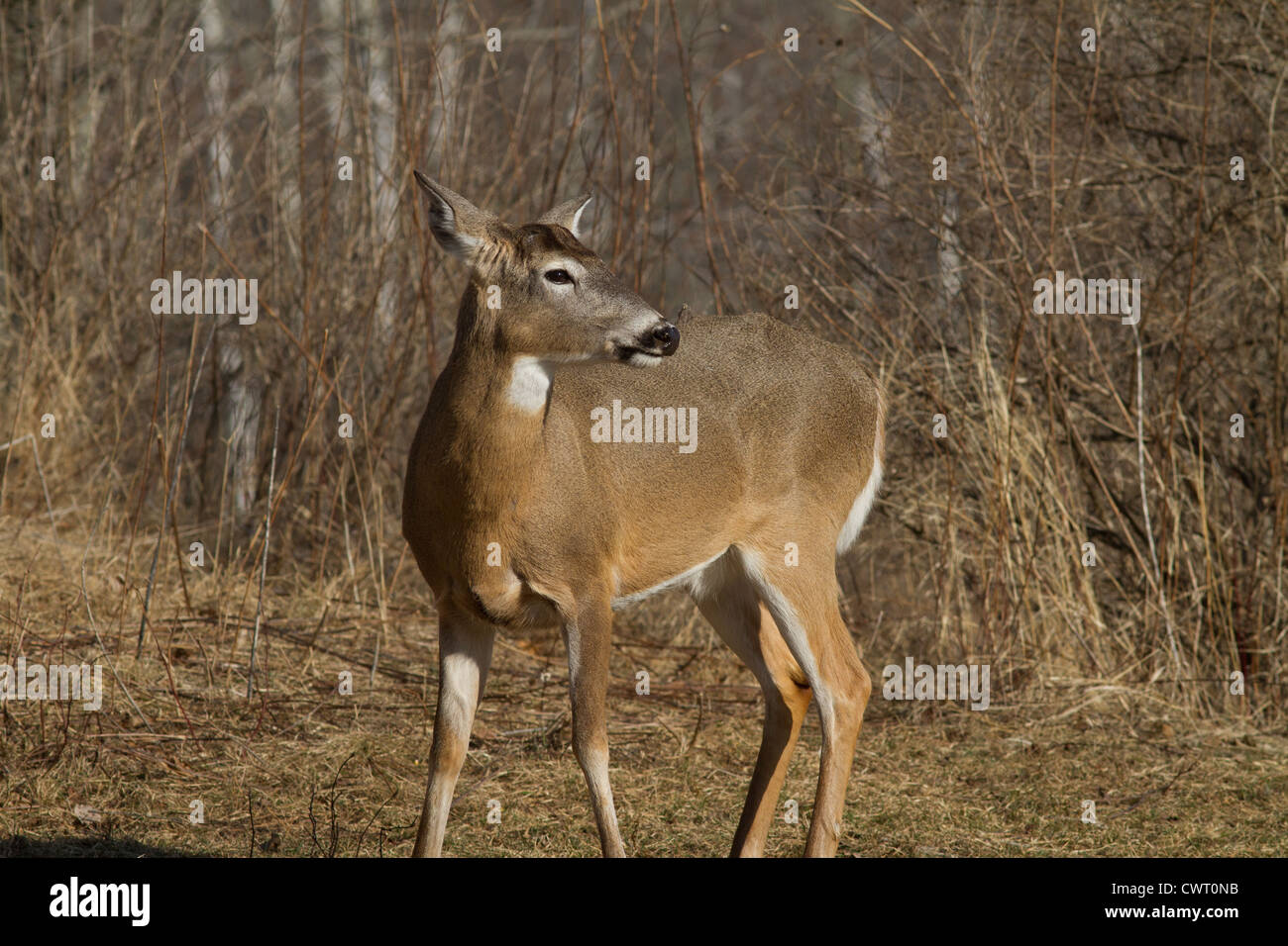 Male white tailed deer spring hi-res stock photography and images - Alamy