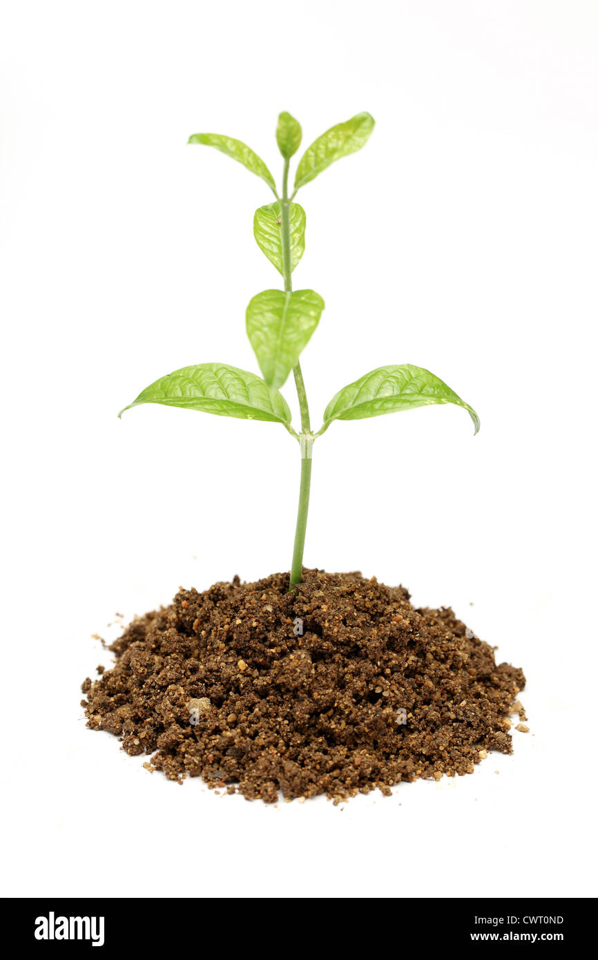 Black white brown baby Cut Out Stock Images & Pictures - Alamy