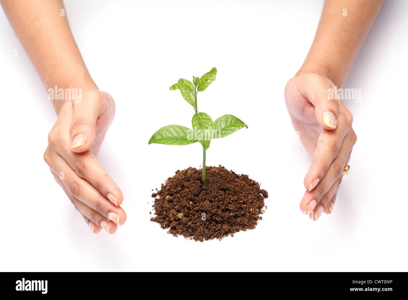 Hands protecting a baby plant isolated on white background Stock Photo ...