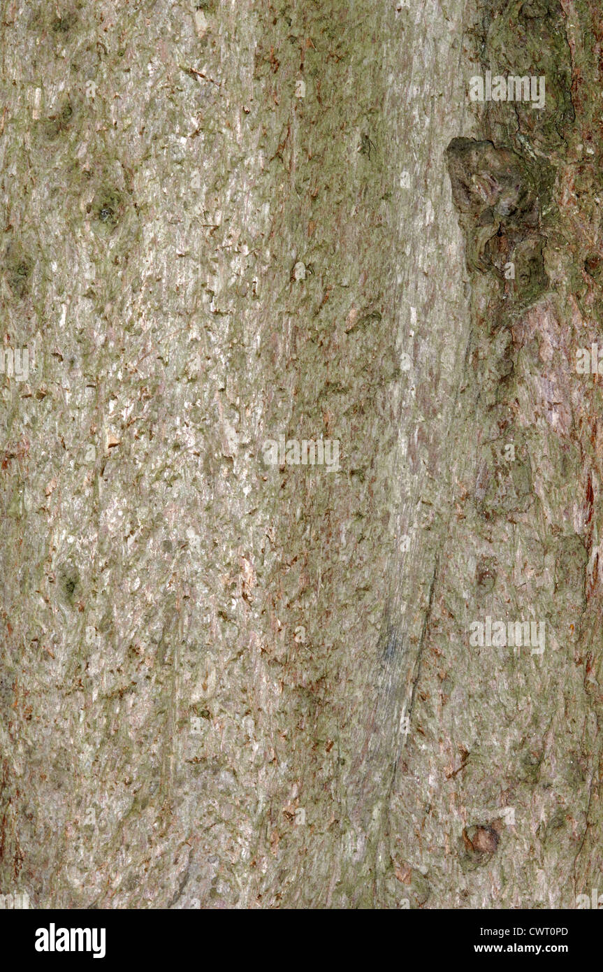 Incense Cedar Bark High Resolution Stock Photography and Images - Alamy